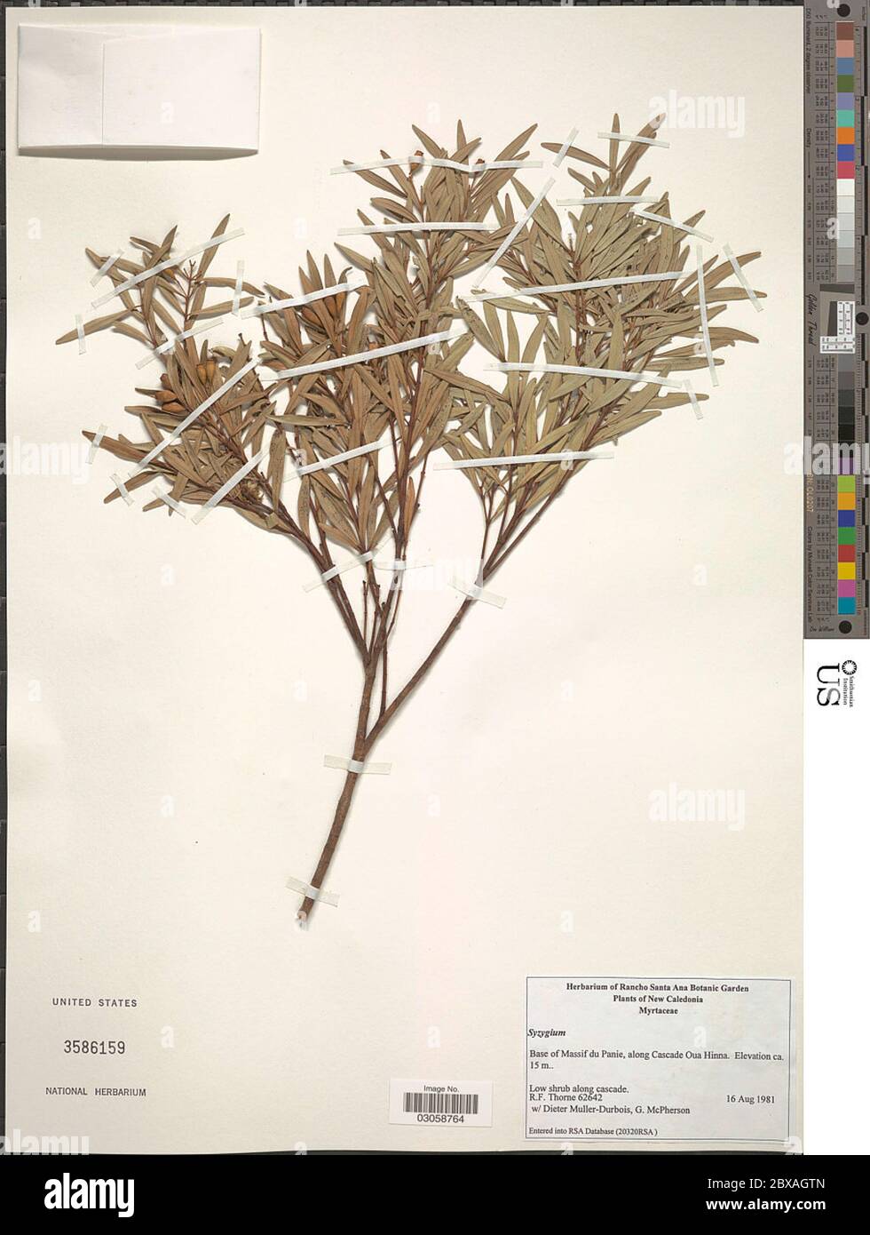 Syzygium sp Syzygium sp Stock Photo - Alamy