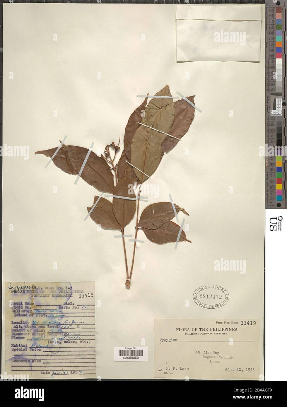 Syzygium sp Syzygium sp Stock Photo - Alamy