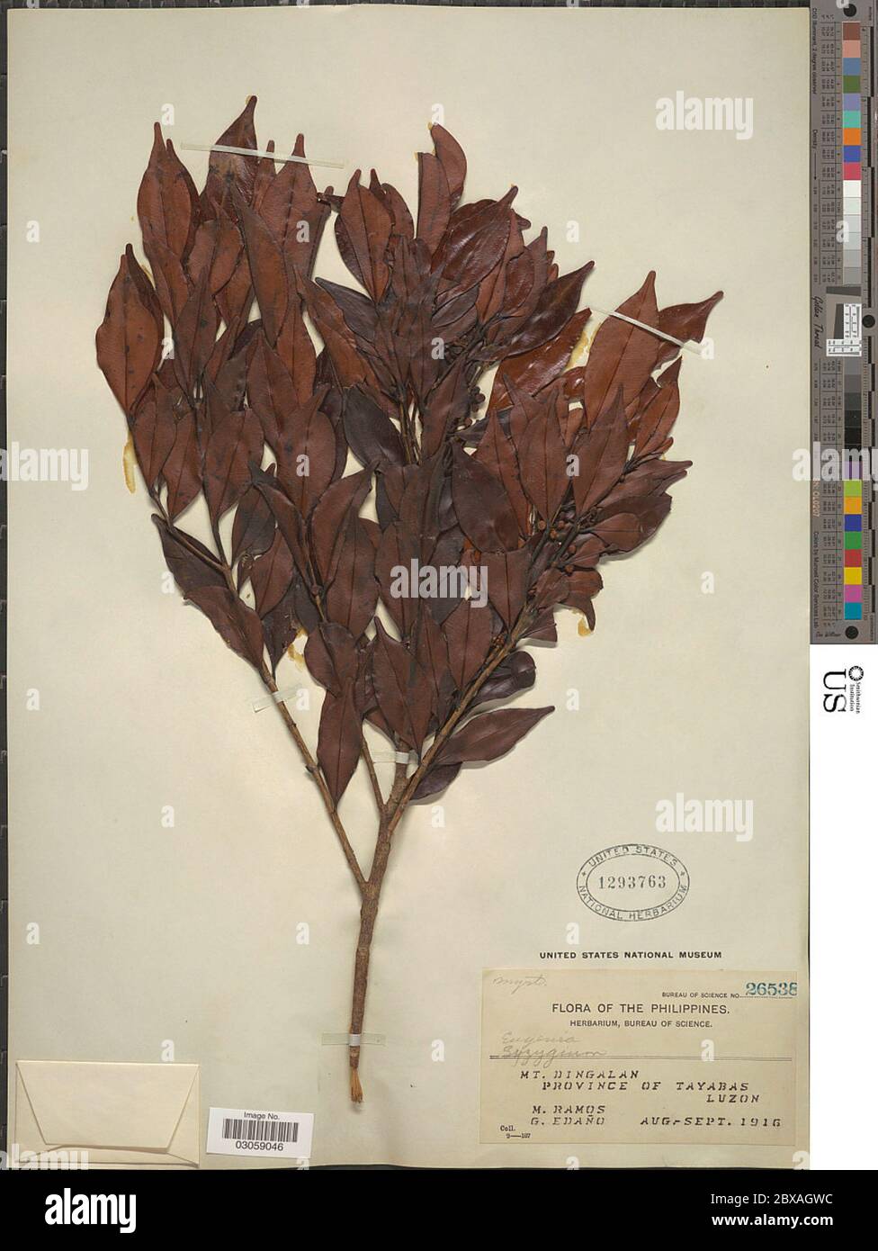 Syzygium sp Syzygium sp Stock Photo - Alamy