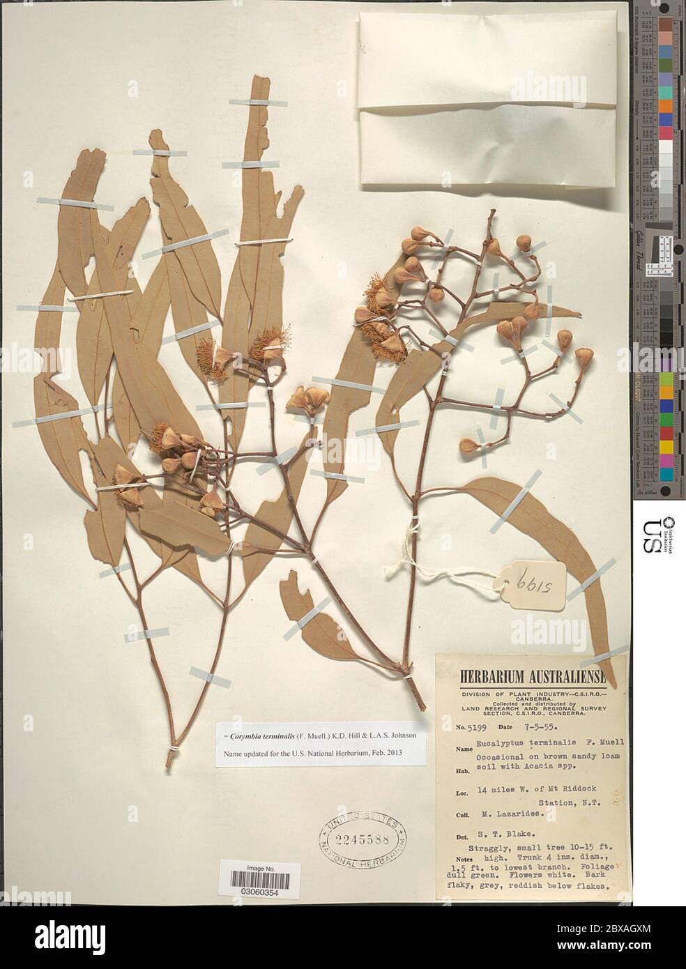 Corymbia terminalis F Muell KD Hill LAS Johnson Corymbia terminalis F ...