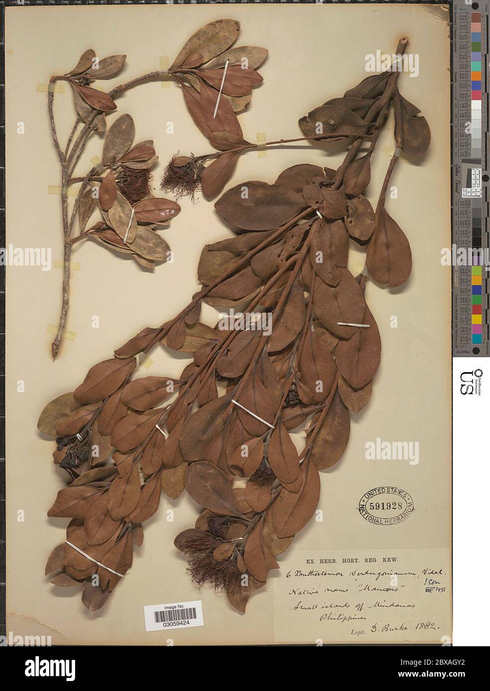 Xanthostemon verdugonianus Xanthostemon verdugonianus Stock Photo - Alamy