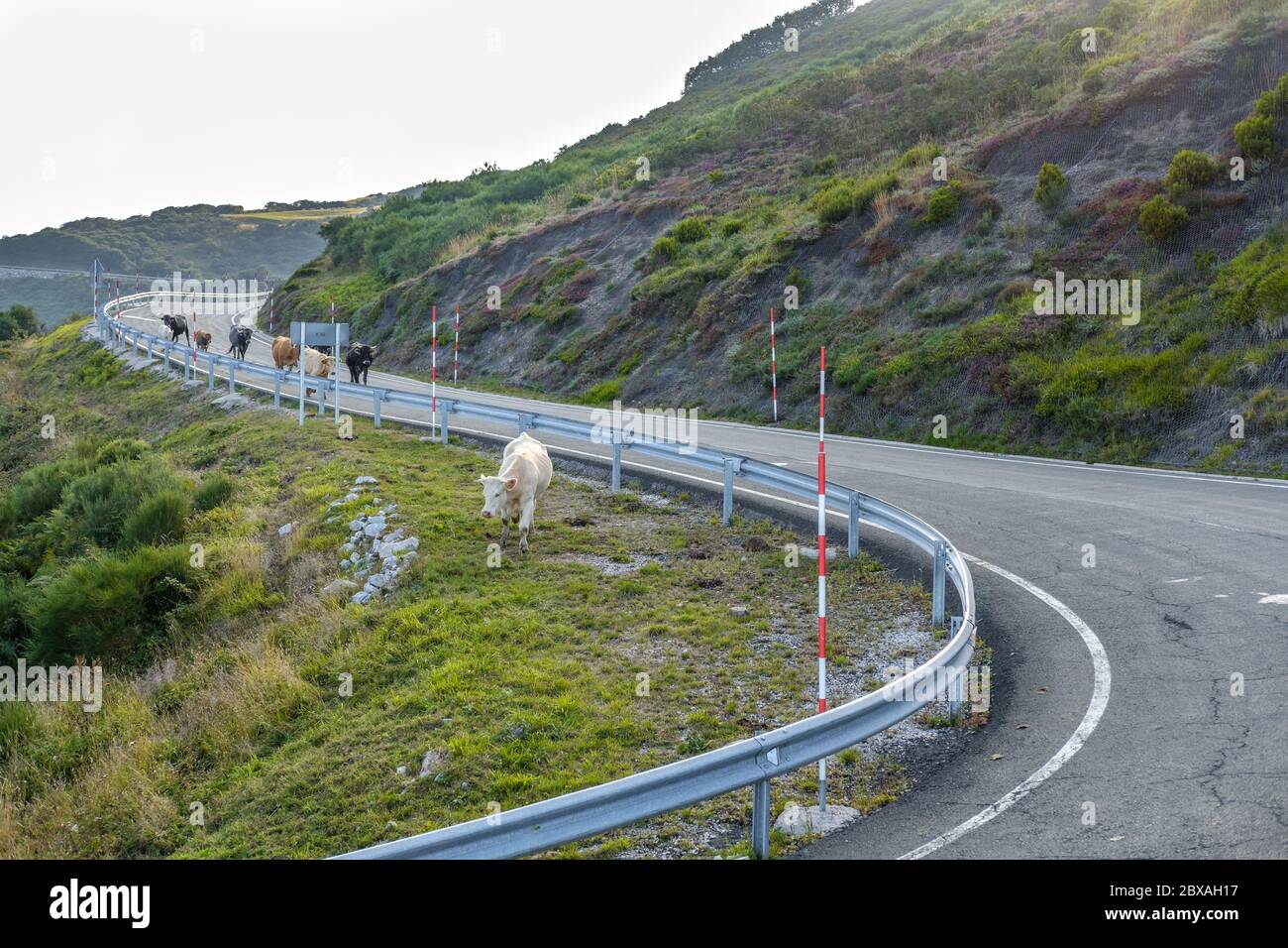 cows standing blocking a road cows on the road dangerous and winding ...