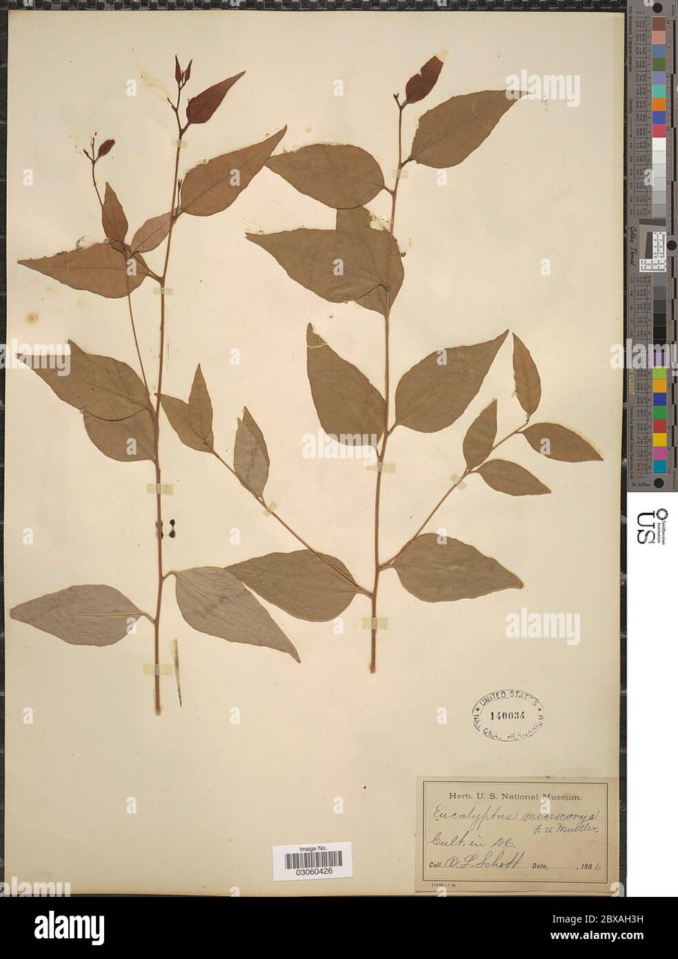 Eucalyptus microcorys Eucalyptus microcorys Stock Photo - Alamy