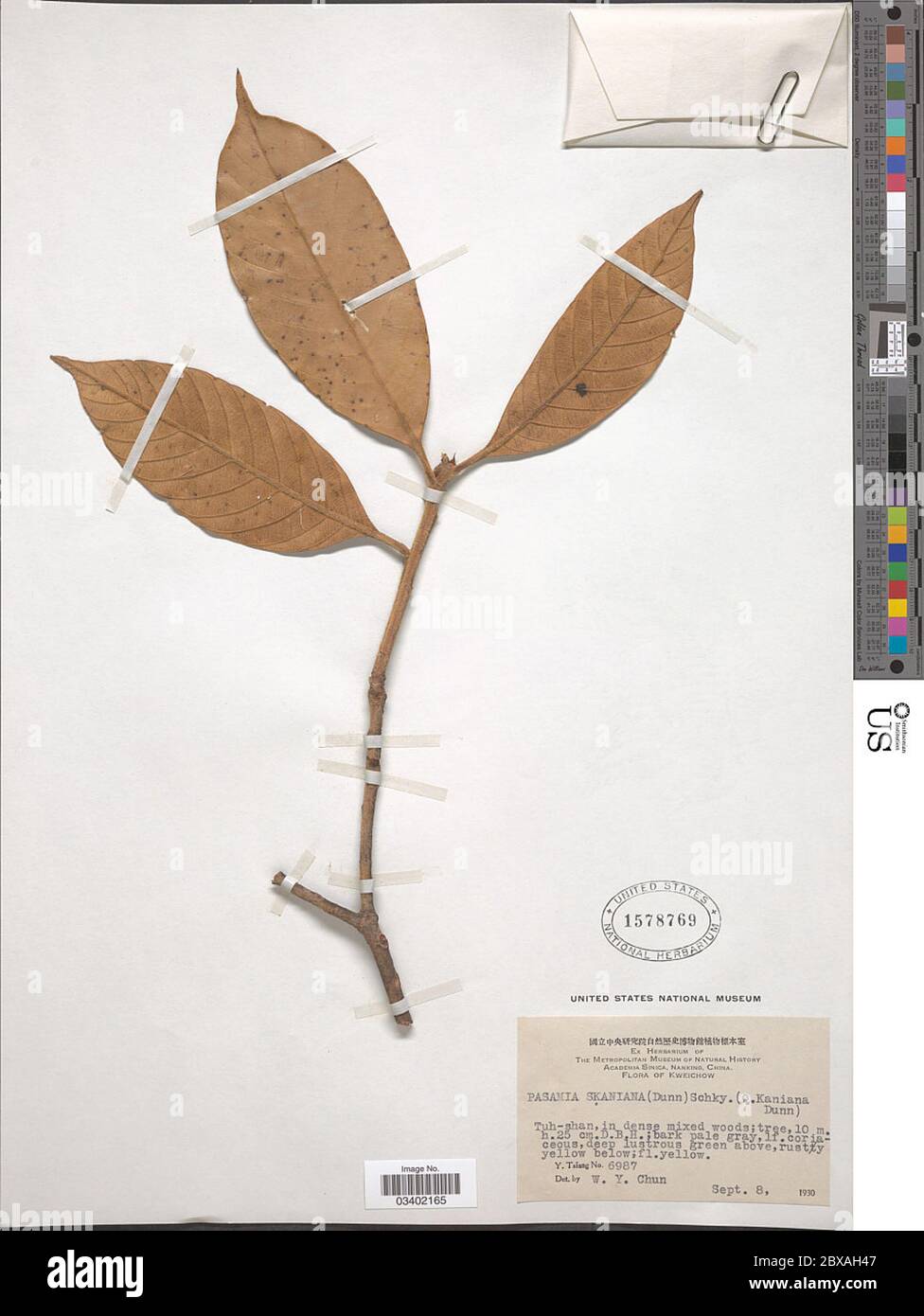 Betula skanianus Dunn Rehder Betula skanianus Dunn Rehder Stock Photo ...