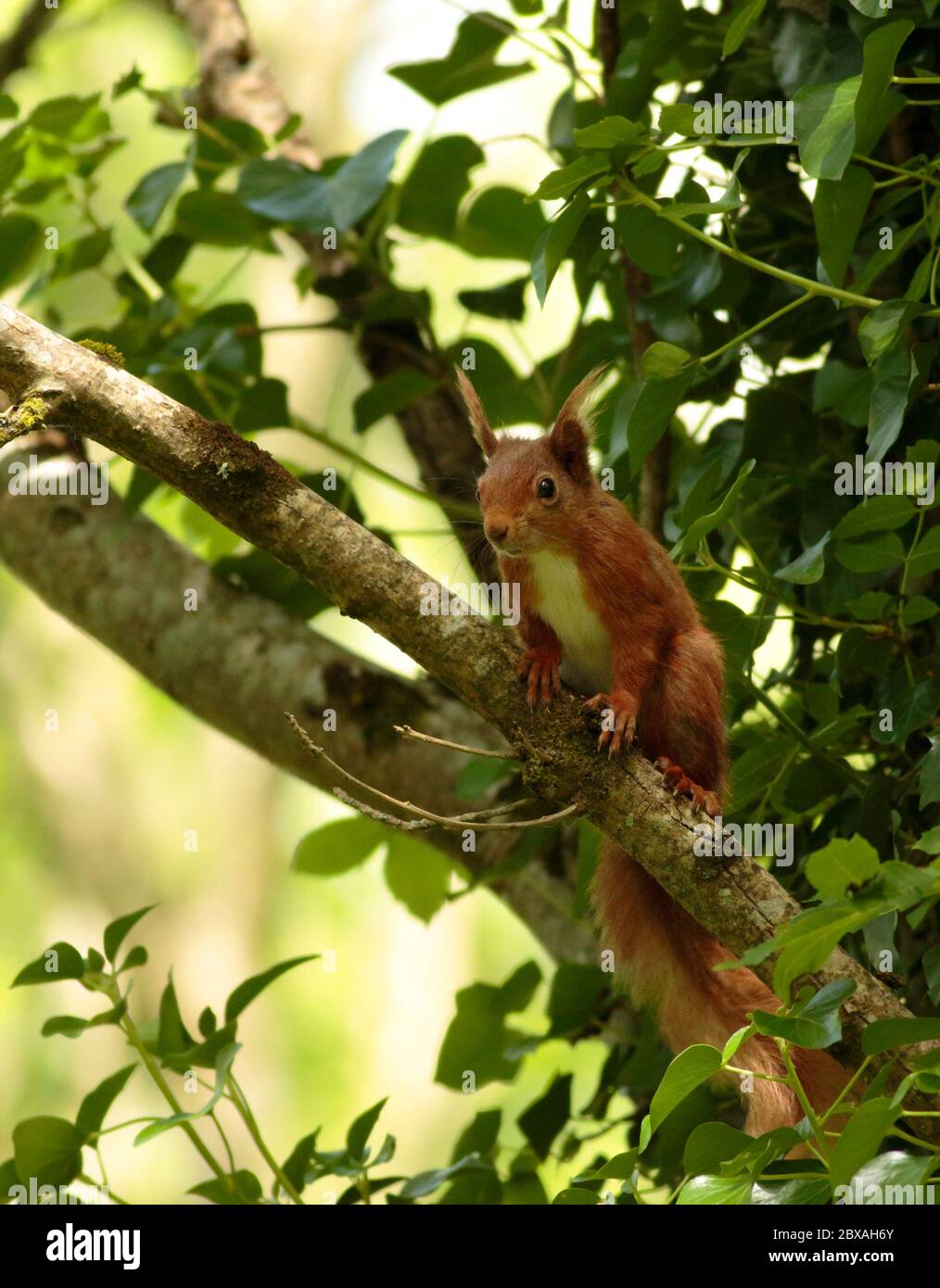 Evolutionary tree mammals hi-res stock photography and images - Alamy