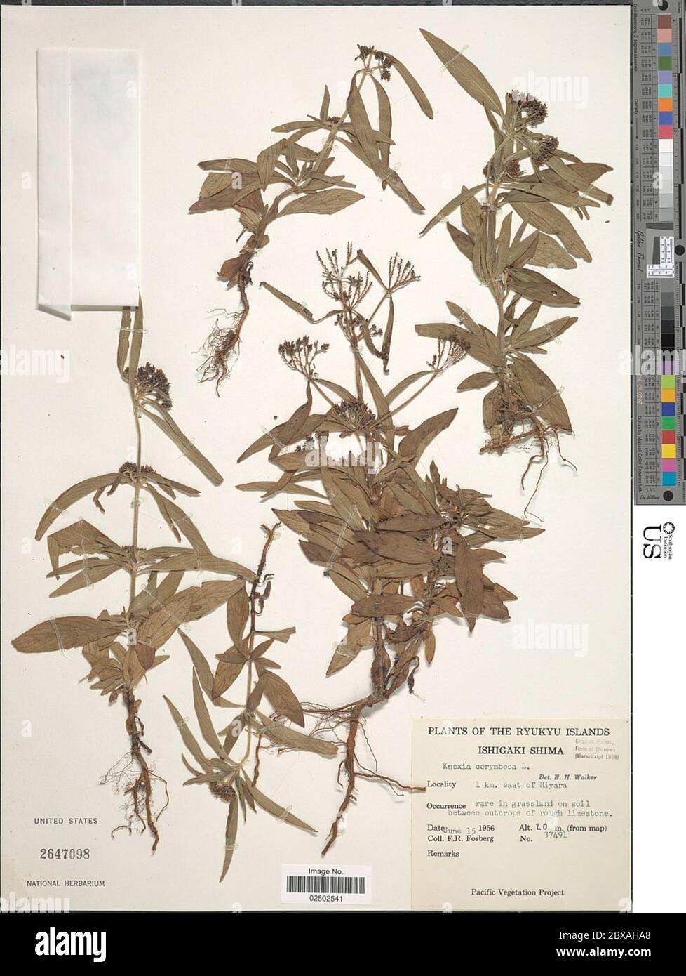 Knoxia corymbosa Willd Knoxia corymbosa Willd Stock Photo - Alamy