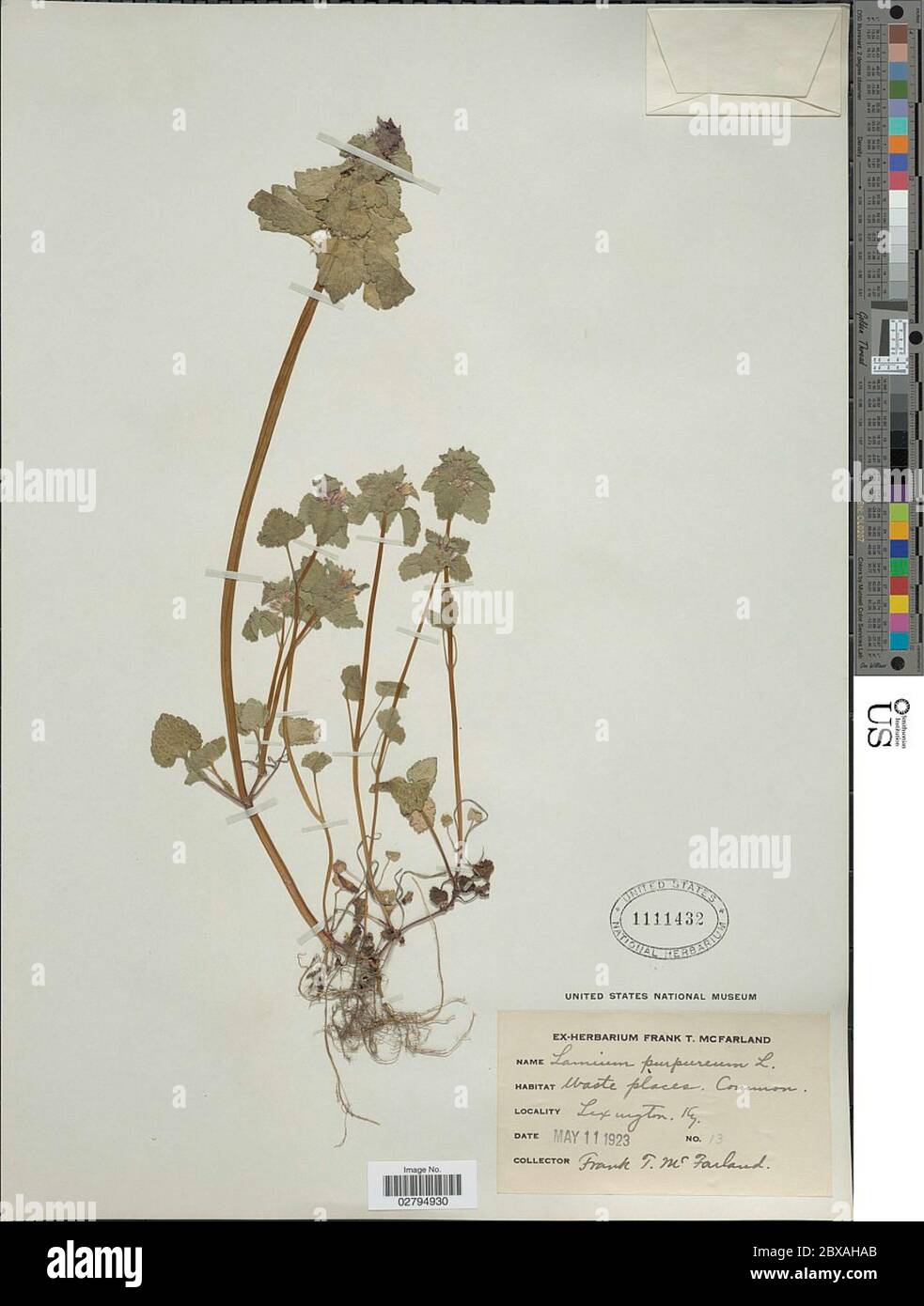 Lamium purpureum L Lamium purpureum L Stock Photo - Alamy