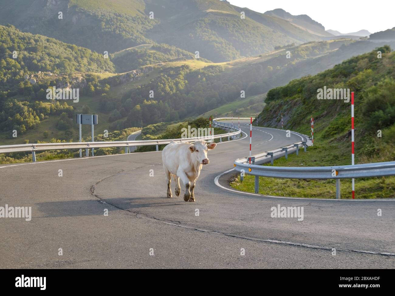 cow standing blocking a road cows on the road dangerous and winding ...