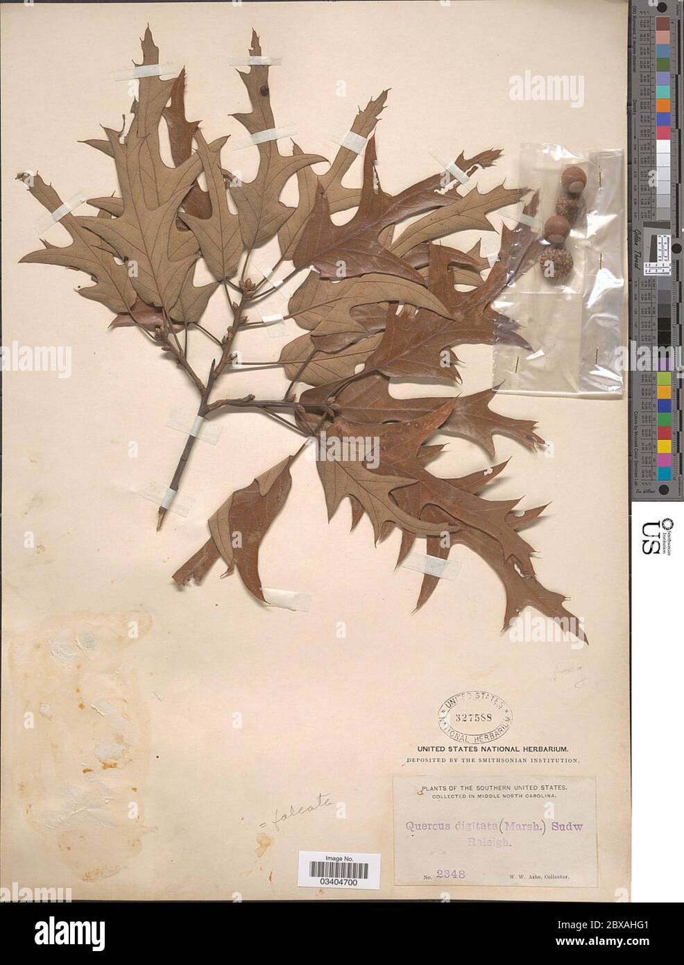 Quercus falcata hi-res stock photography and images - Alamy