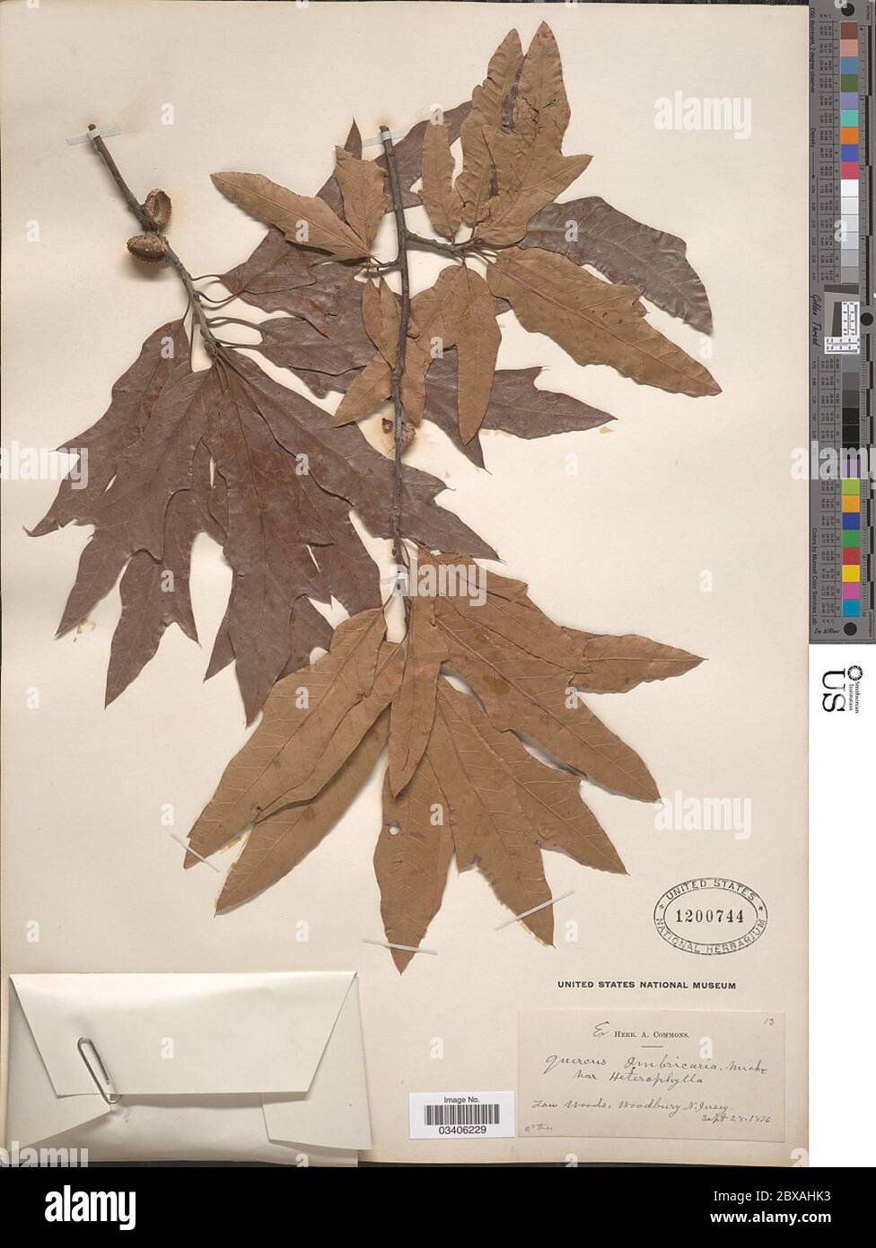 Quercus heterophylla hi-res stock photography and images - Alamy