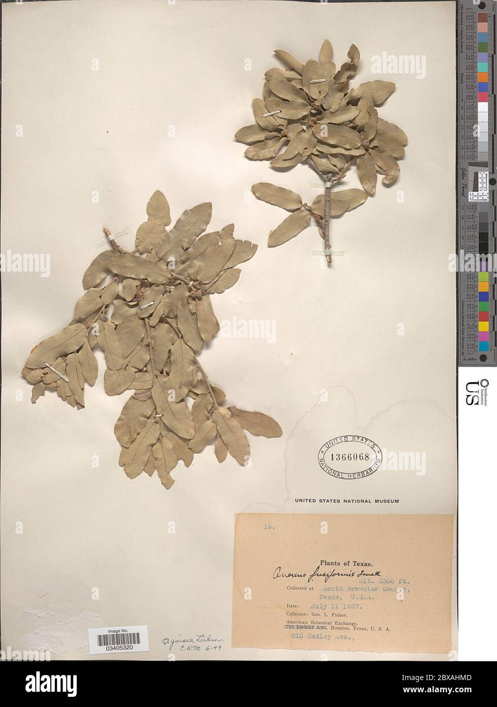 Quercus grisea Liebm Quercus grisea Liebm Stock Photo - Alamy