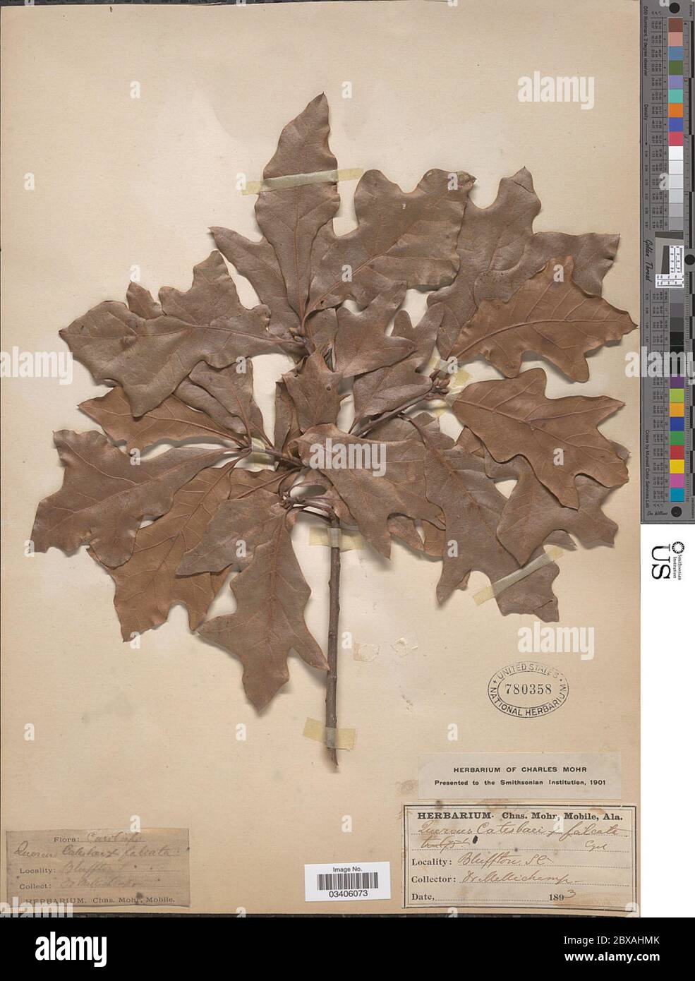 Quercus laevis Walter x Q falcata Michx Quercus laevis Walter x Q ...