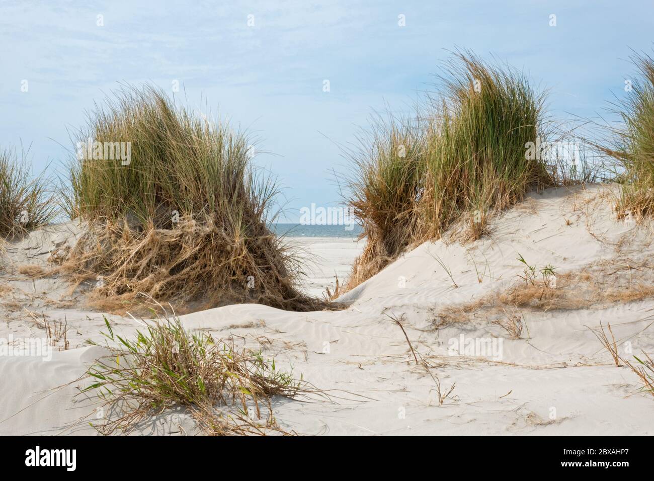 Extensive underground root system of Marram grass becomes visible after ...