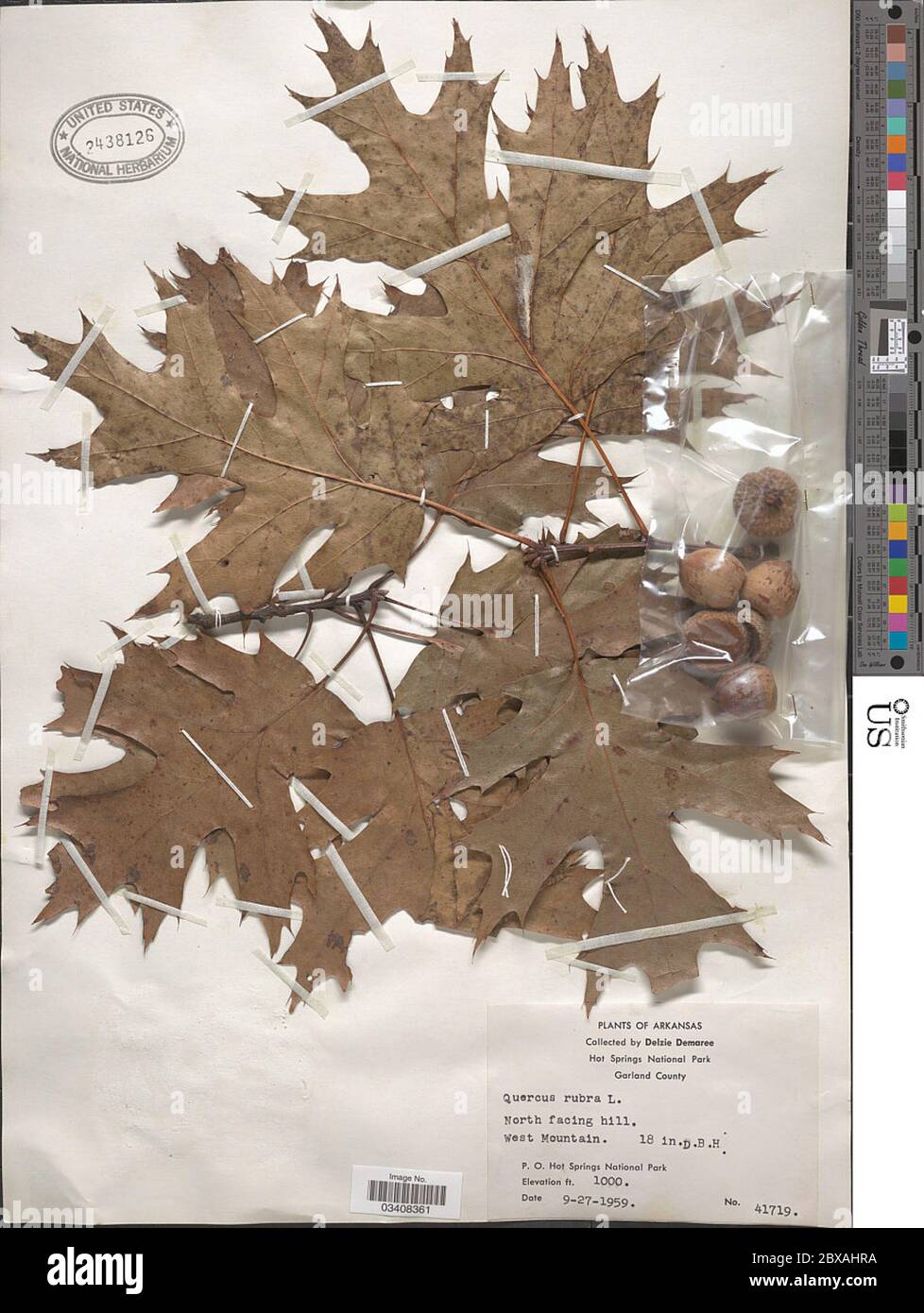 Quercus rubra L Quercus rubra L Stock Photo - Alamy