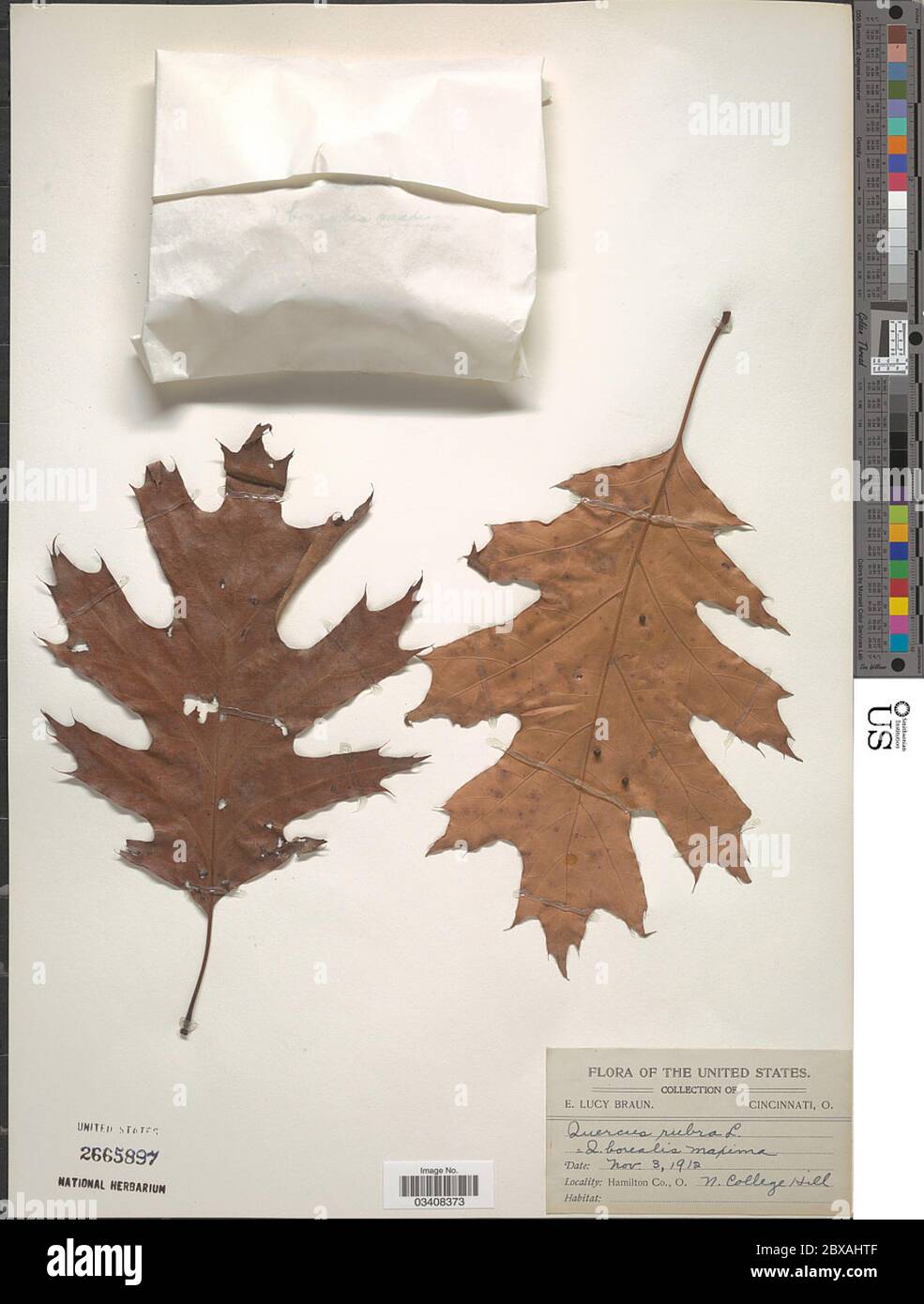 Quercus rubra L Quercus rubra L Stock Photo - Alamy