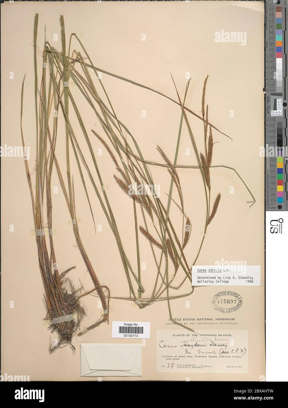 Carex stricta Lam Carex stricta Lam Stock Photo - Alamy