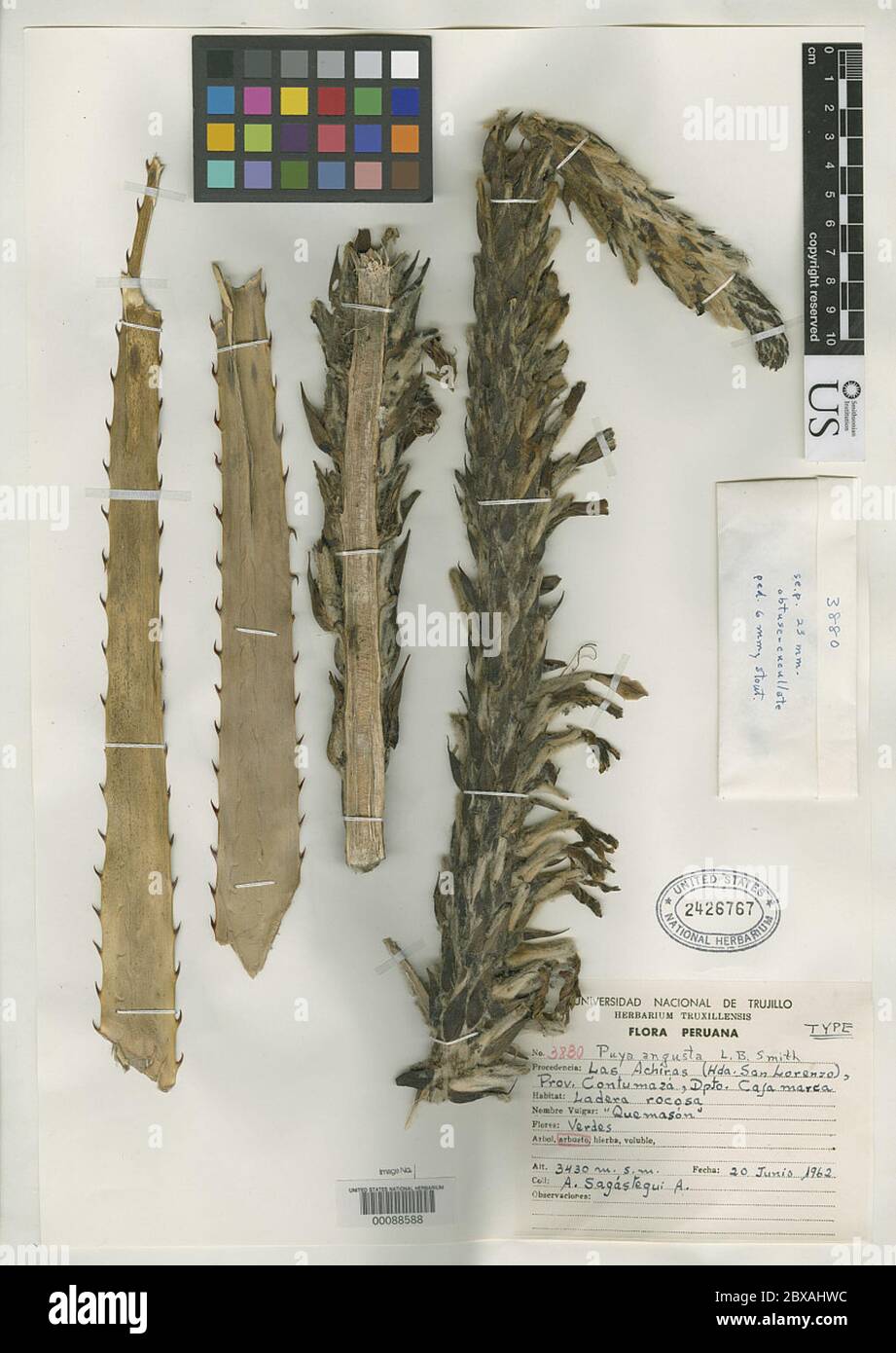 Angusta hi-res stock photography and images - Alamy