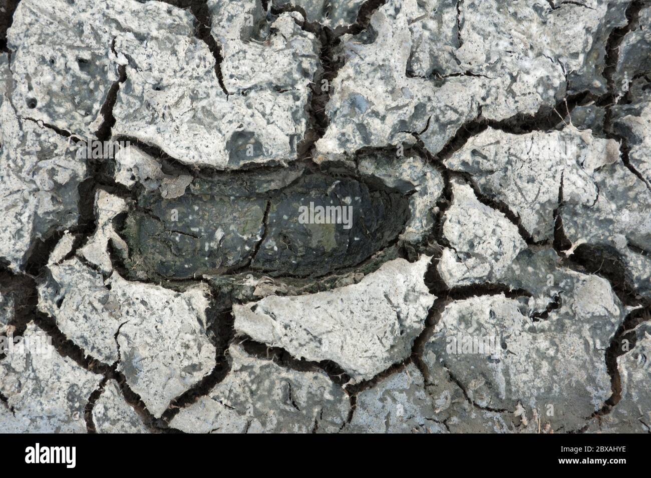 Footprint in pattern of cracks in dried mud in an estuary Stock Photo ...
