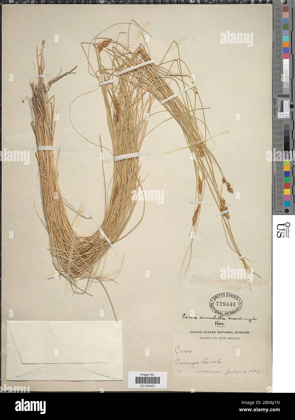 Carex simulata Mack Carex simulata Mack Stock Photo - Alamy