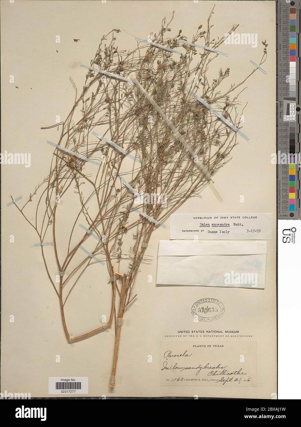 Dalea enneandra hi-res stock photography and images - Alamy