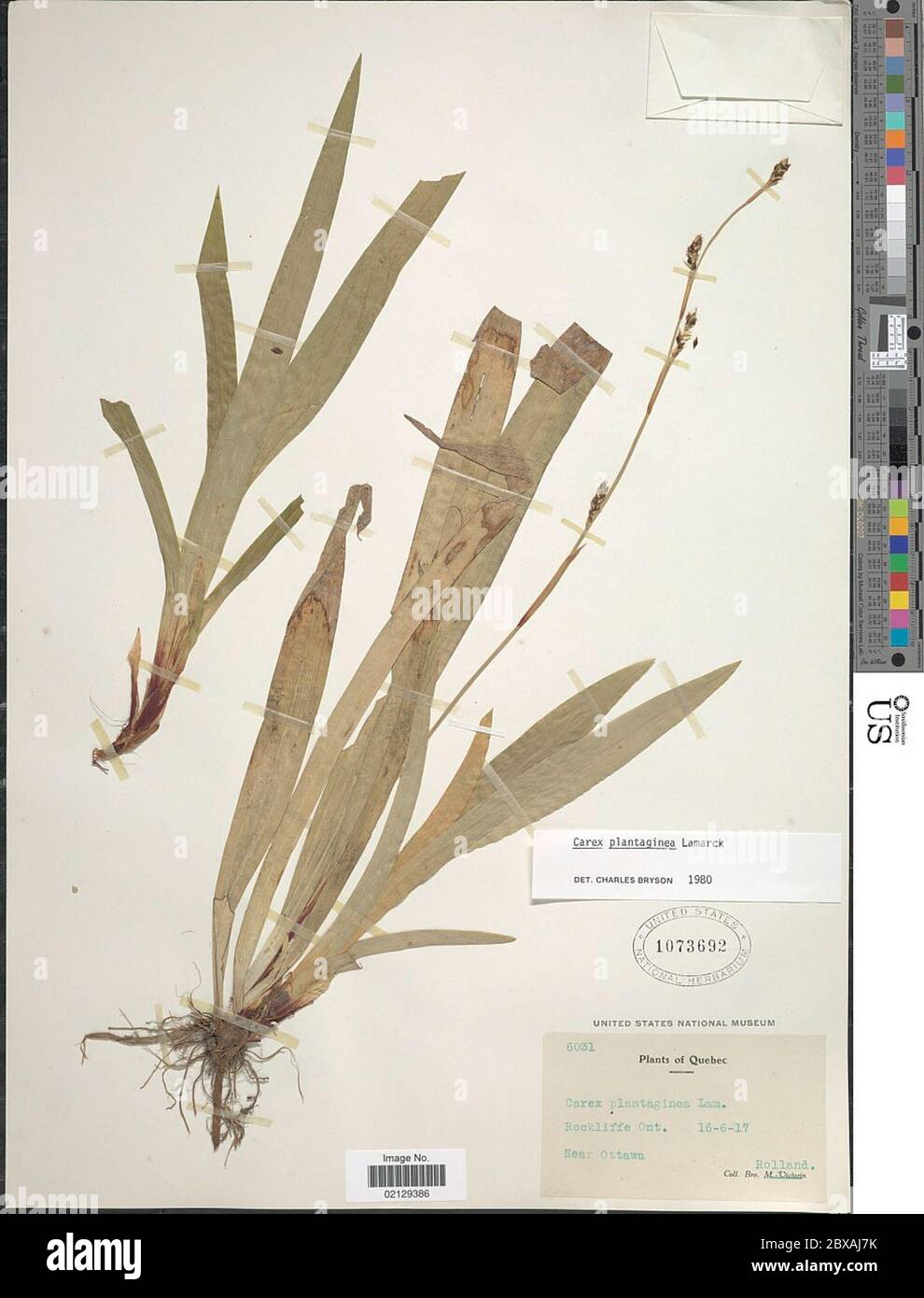 Carex plantaginea Carex plantaginea Stock Photo - Alamy