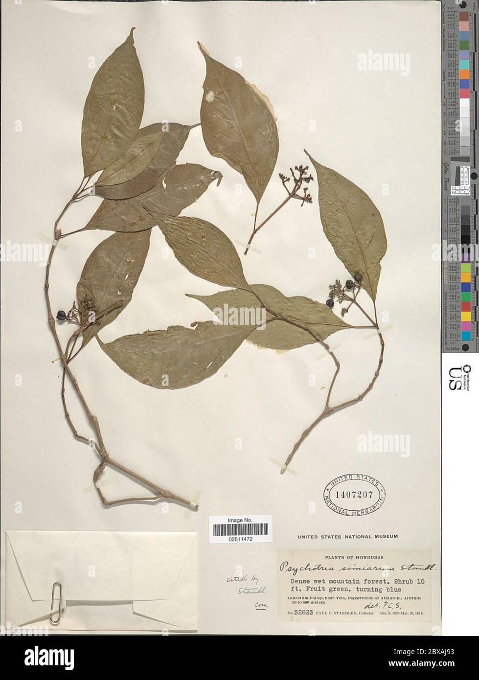 Simiarum hi-res stock photography and images - Alamy