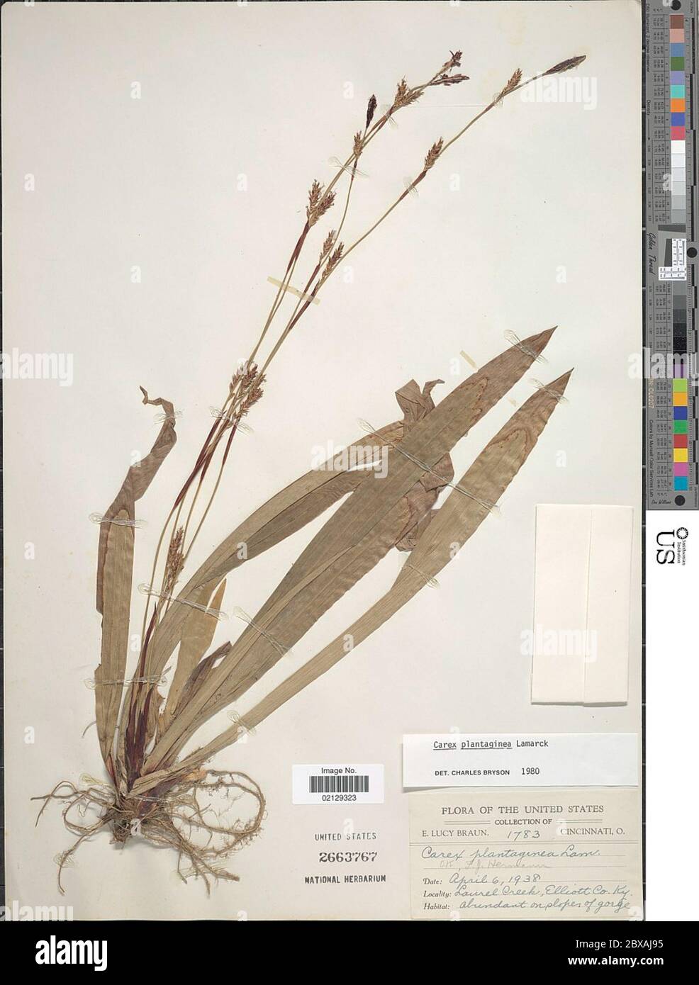 Carex plantaginea Carex plantaginea Stock Photo - Alamy