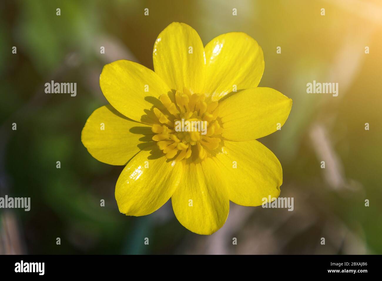 close-up of yellow flower of Ficaria verna, spring flowering plant ...