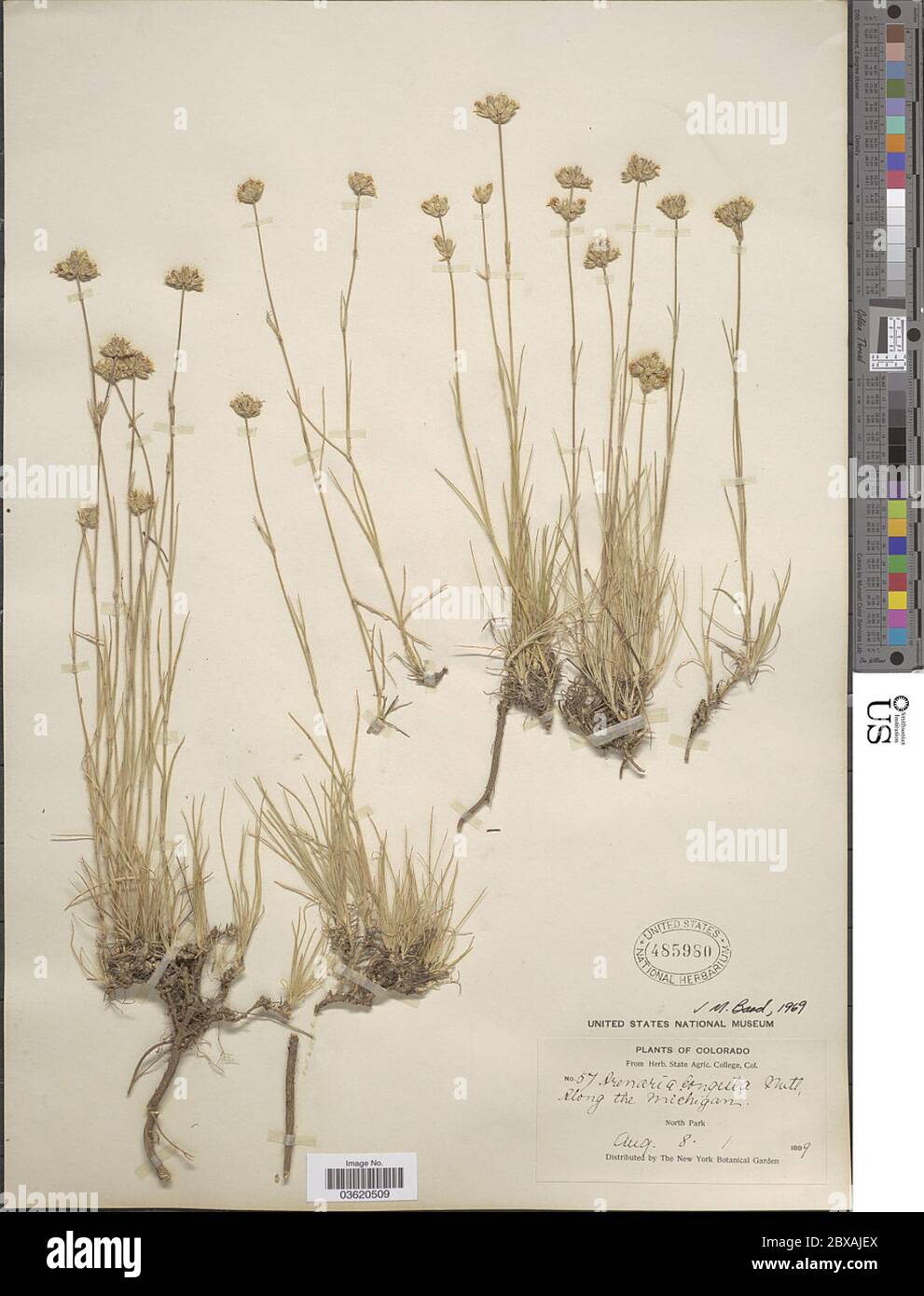 Arenaria congesta Nutt Arenaria congesta Nutt Stock Photo - Alamy