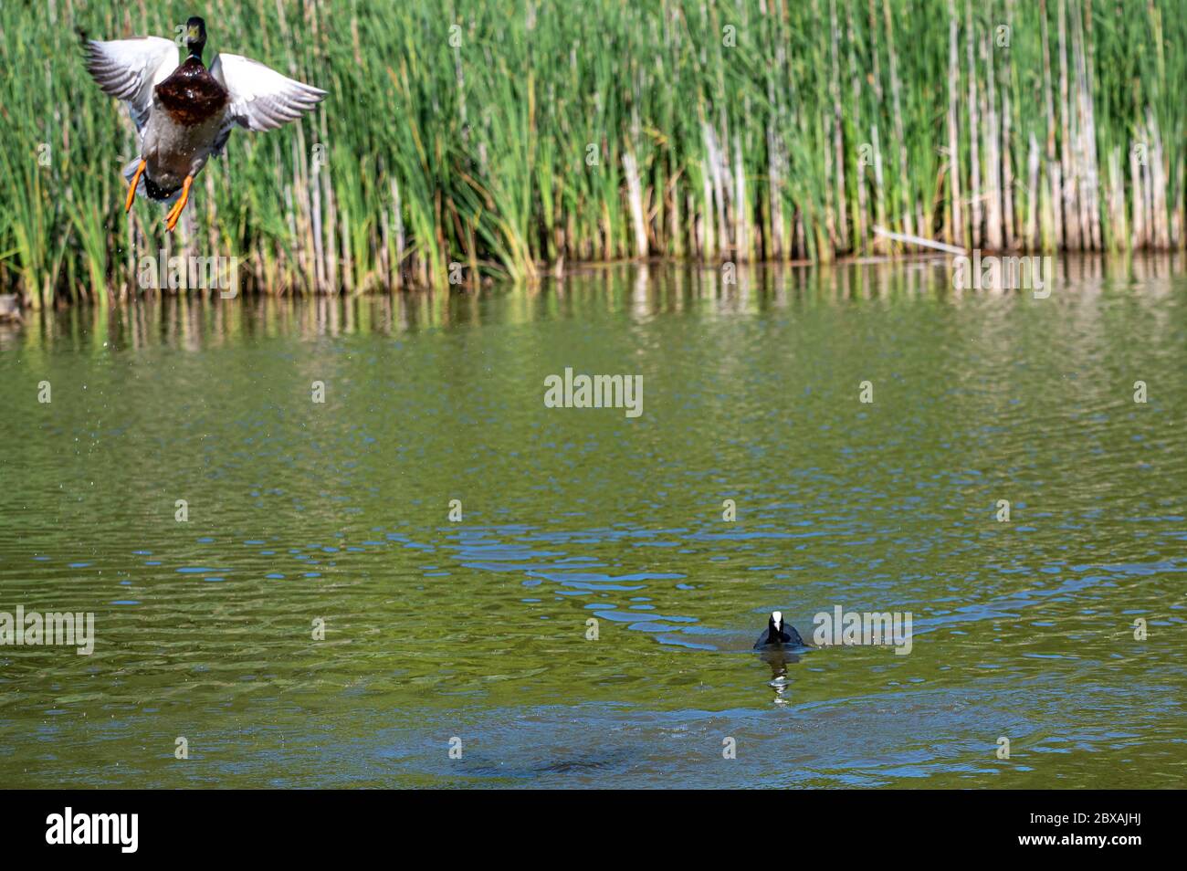 Male mallard being chased out of the water and into flight by a coot ...