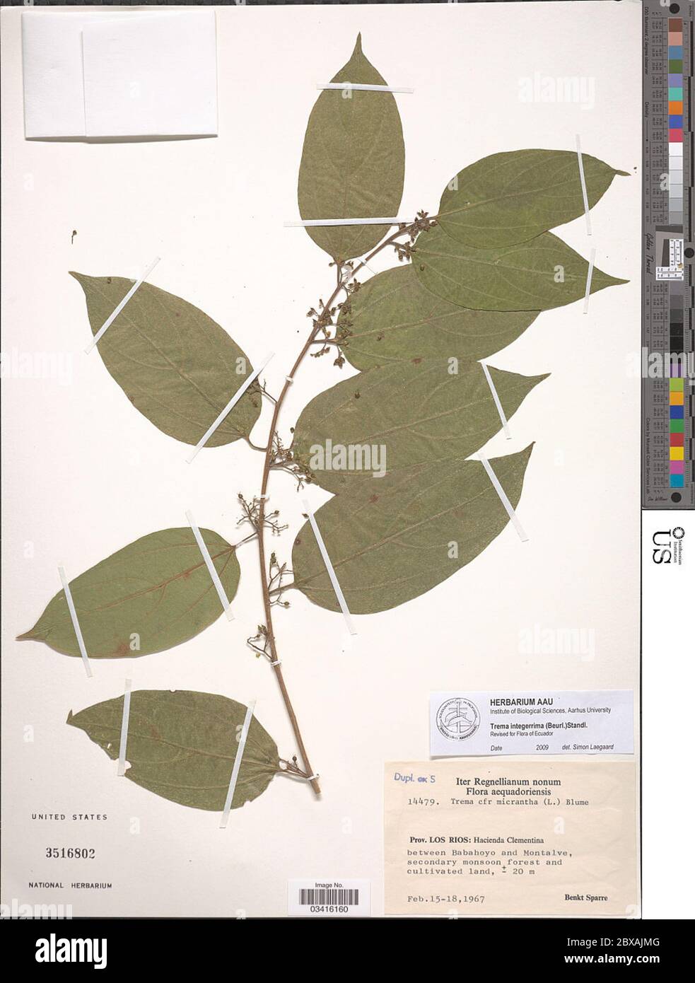 Trema integerrima Beurl Standl Trema integerrima Beurl Standl Stock ...