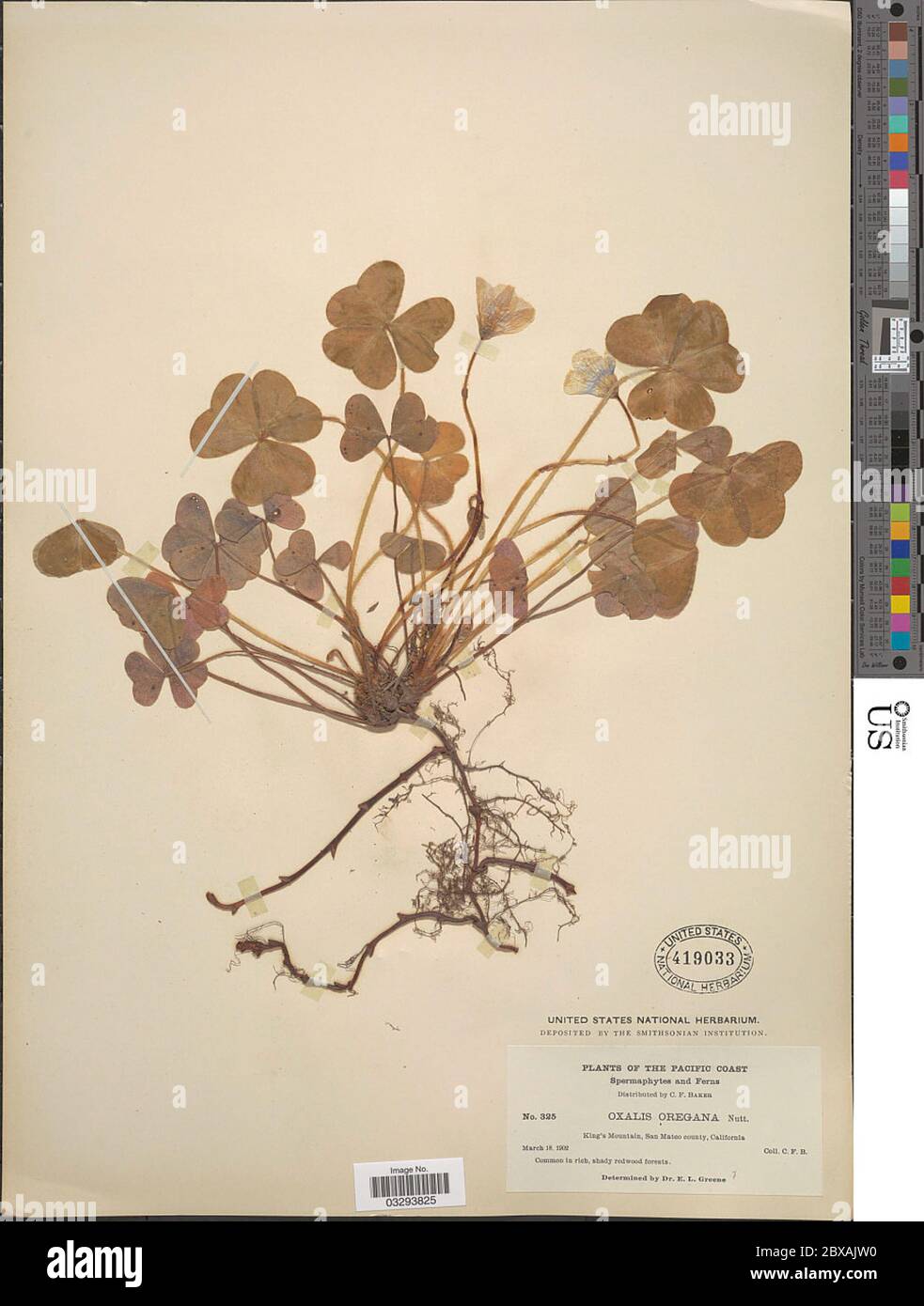 Oxalis oregana Nutt Oxalis oregana Nutt Stock Photo - Alamy