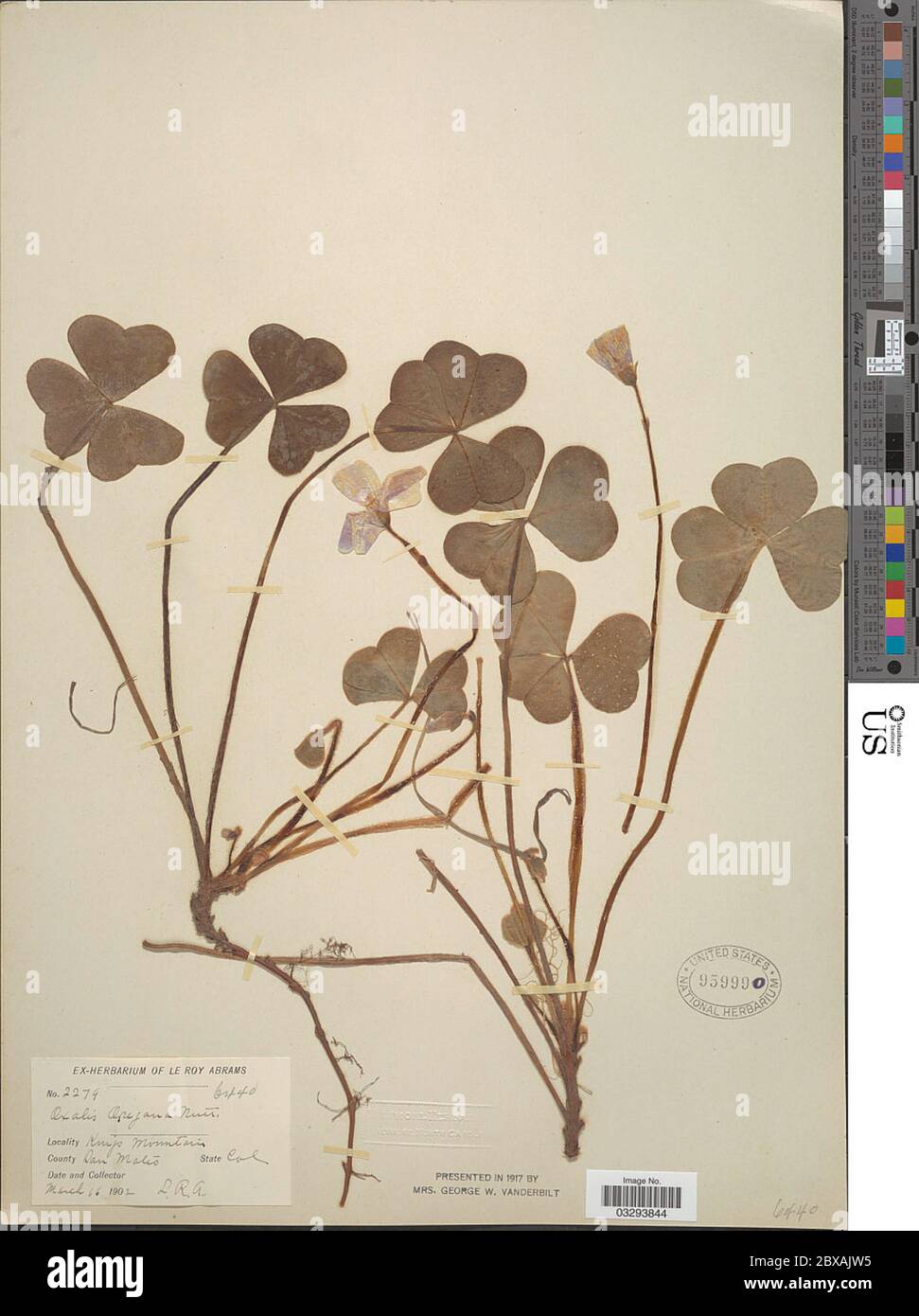 Oxalis oregana Nutt Oxalis oregana Nutt Stock Photo - Alamy