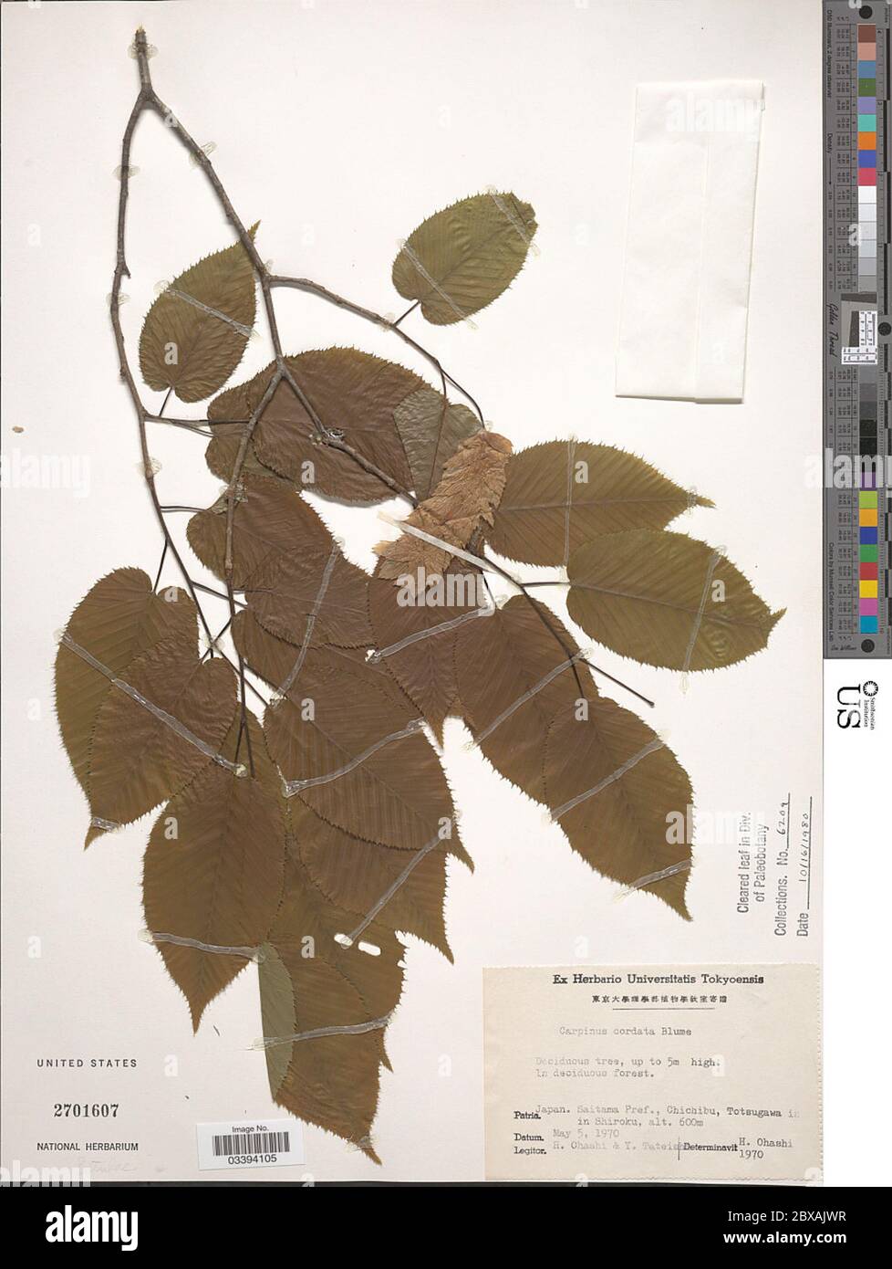 Carpinus cordata Carpinus cordata Stock Photo - Alamy