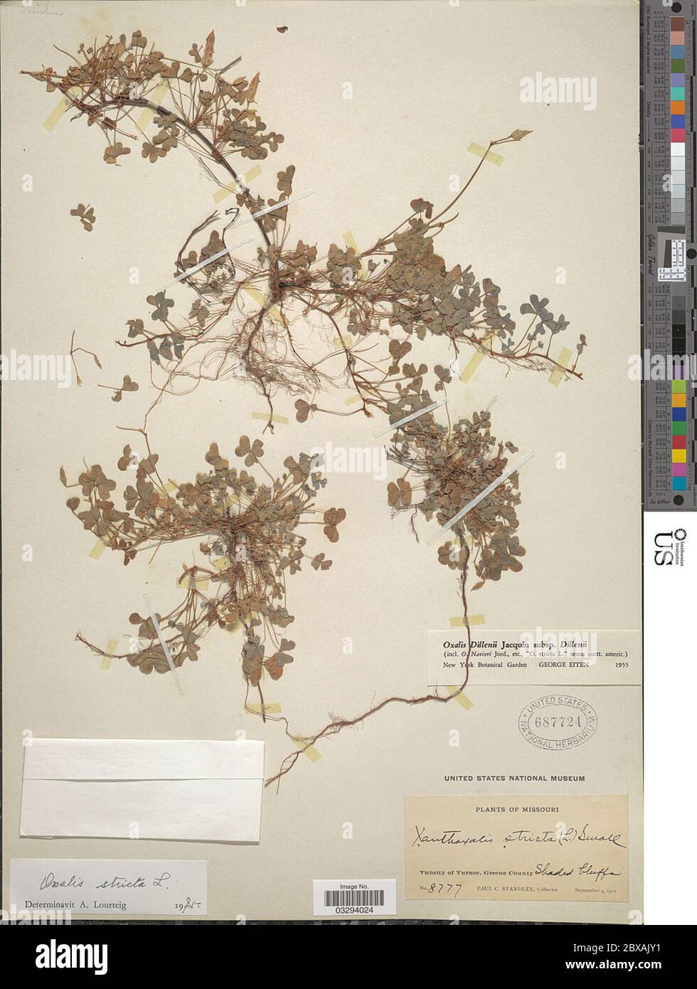 Oxalis sp hi-res stock photography and images - Alamy