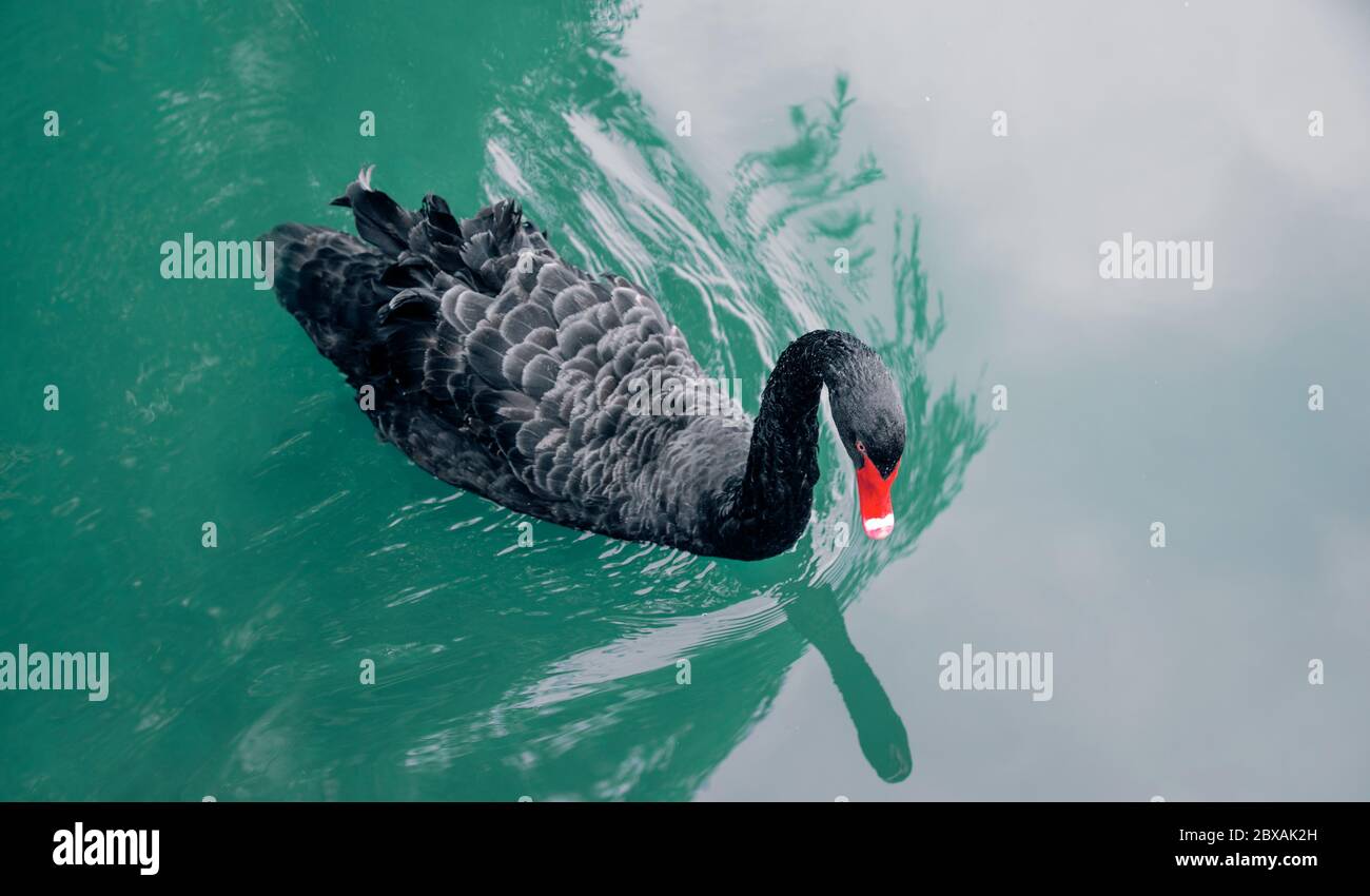 Swan shape card hi-res stock photography and images - Alamy