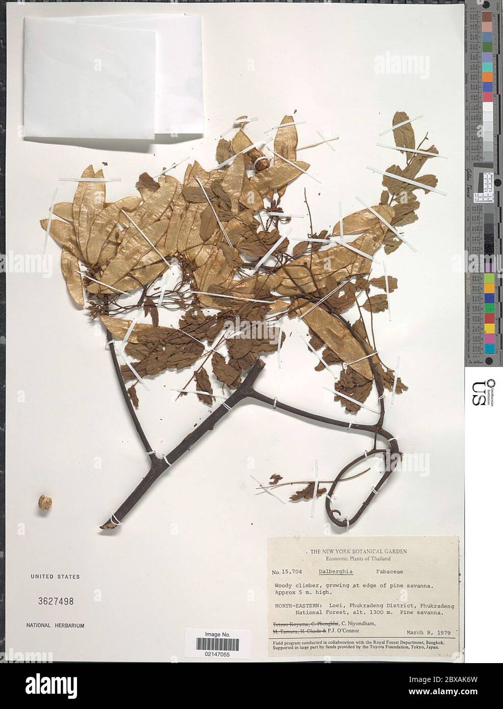 Dalbergia dalbergia sp hi-res stock photography and images - Alamy