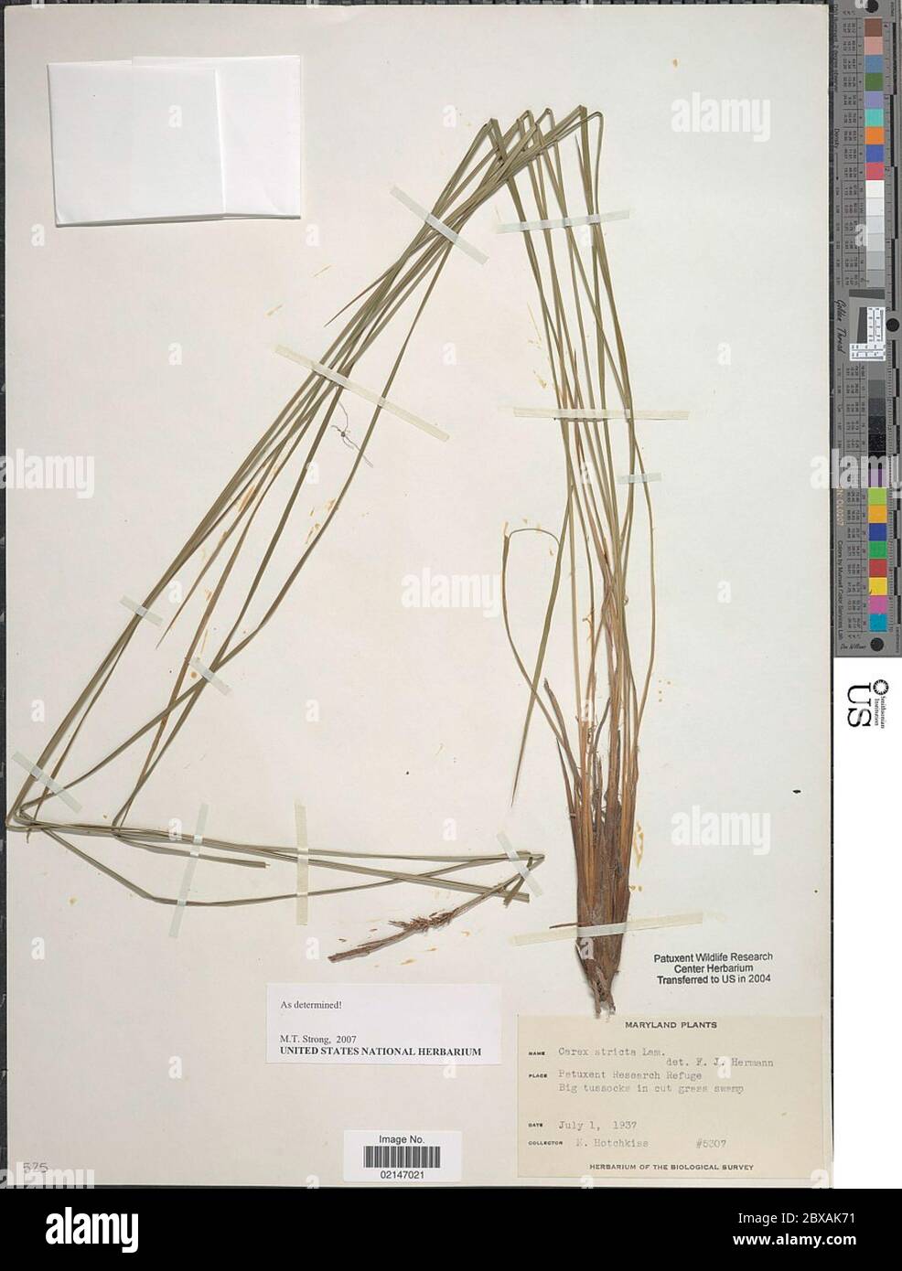 Carex stricta Lam Carex stricta Lam Stock Photo - Alamy