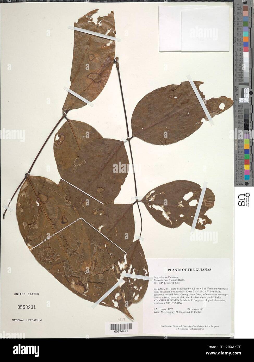 Platymiscium trinitatis Benth var trinitatis Platymiscium trinitatis ...