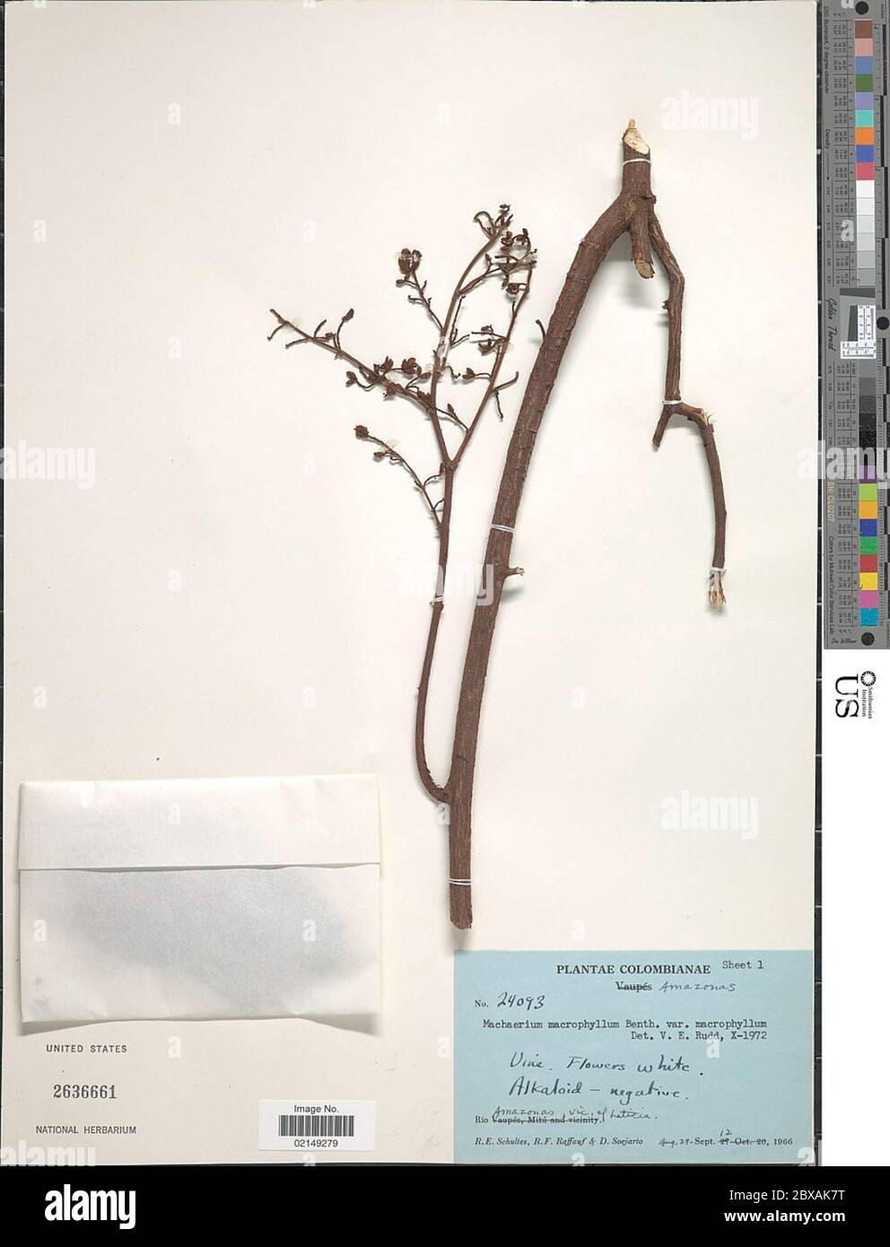 Machaerium macrophyllum Machaerium macrophyllum Stock Photo - Alamy