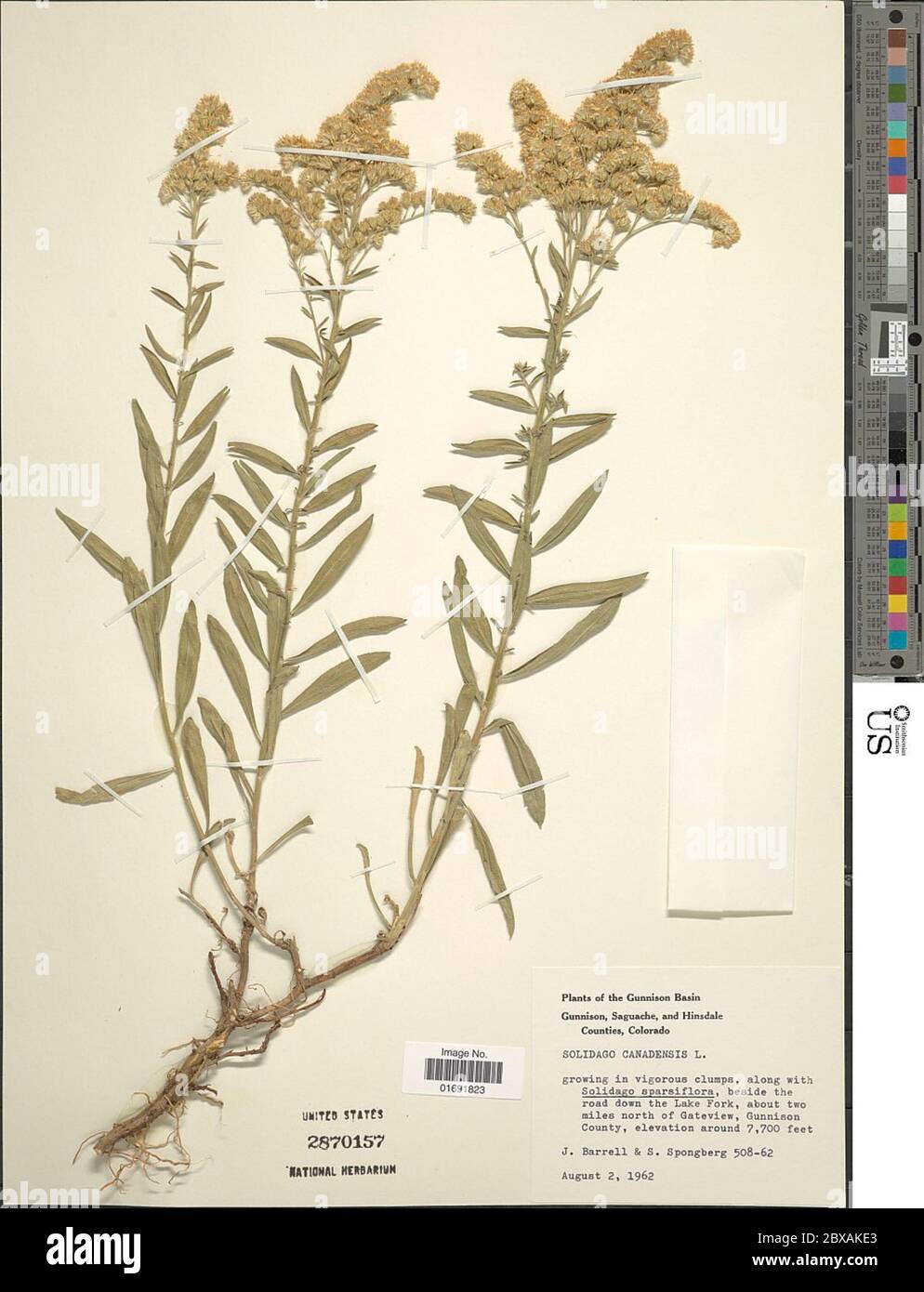 Solidago sp hi-res stock photography and images - Alamy