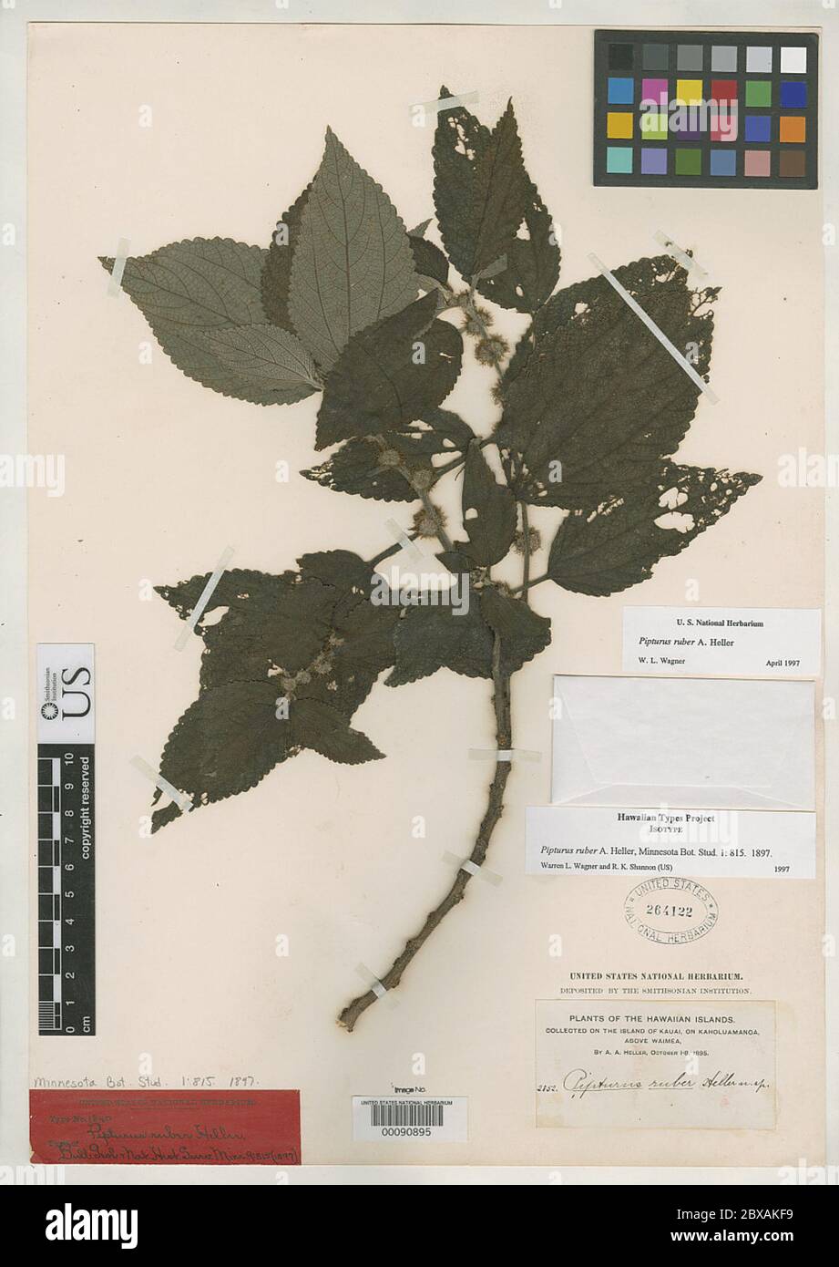 Pipturus High Resolution Stock Photography and Images - Alamy