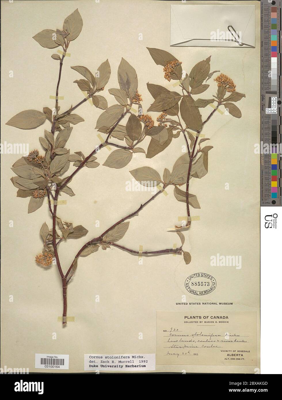 Cornus sericea L Cornus sericea L Stock Photo - Alamy
