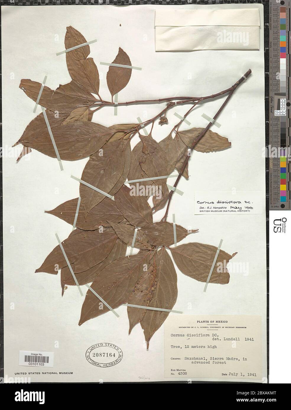 Cornus disciflora Cornus disciflora Stock Photo - Alamy