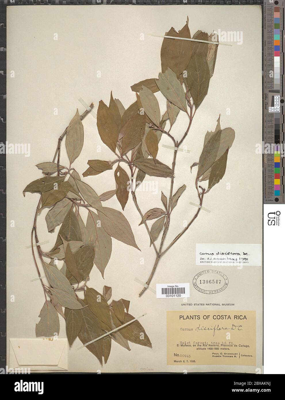 Cornus disciflora Cornus disciflora Stock Photo - Alamy