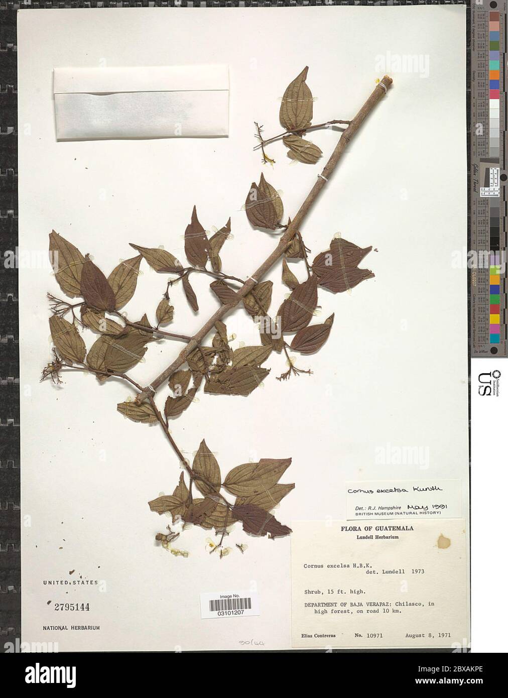 Cornus excelsa Kunth Cornus excelsa Kunth Stock Photo - Alamy