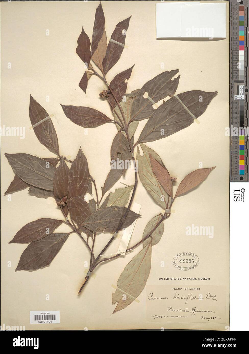Cornus disciflora Cornus disciflora Stock Photo - Alamy