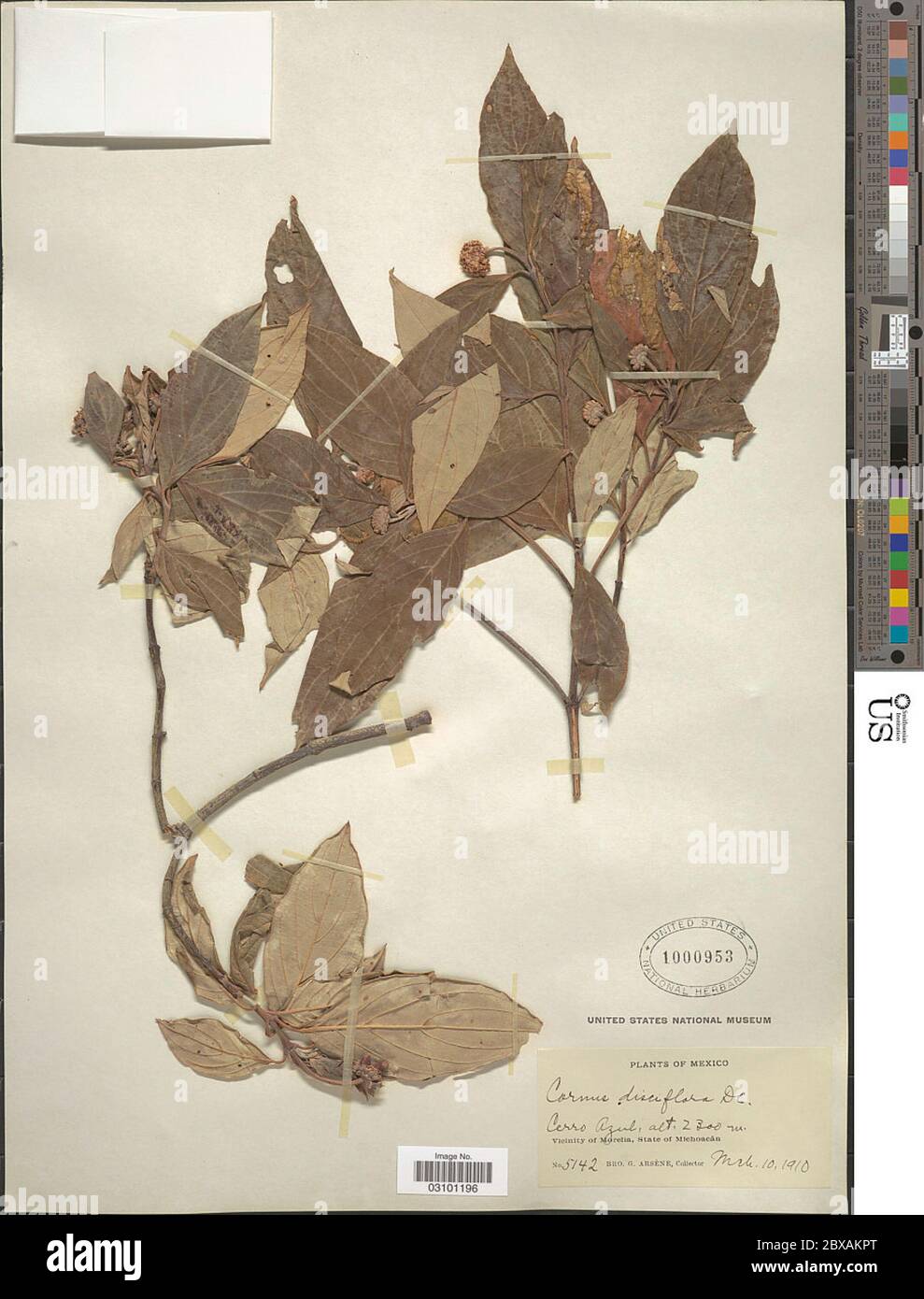 Cornus disciflora Cornus disciflora Stock Photo - Alamy