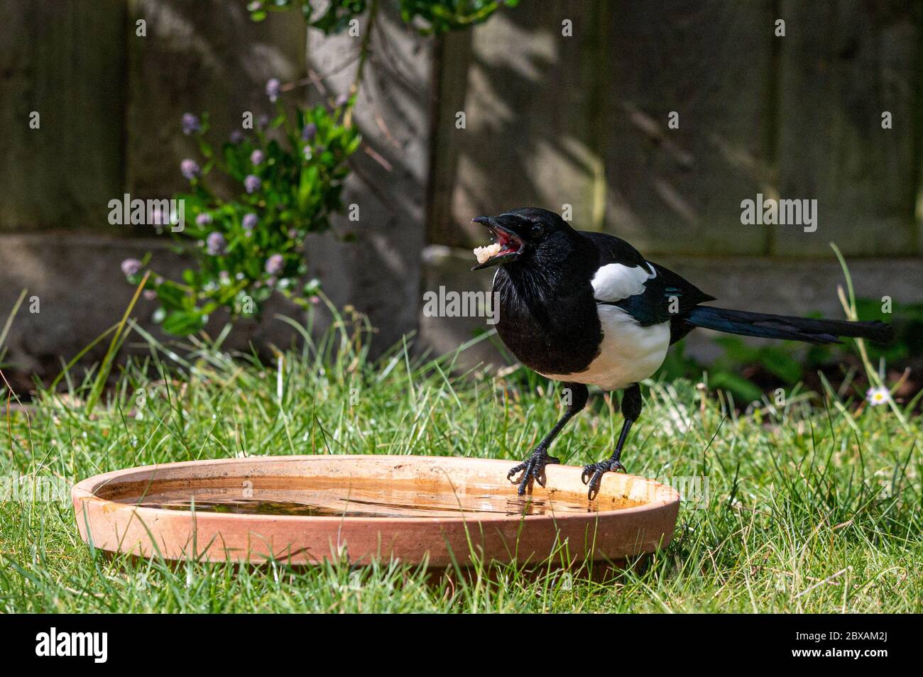 Eurasian magpie, pica pica, picking up bread and submerging into water ...