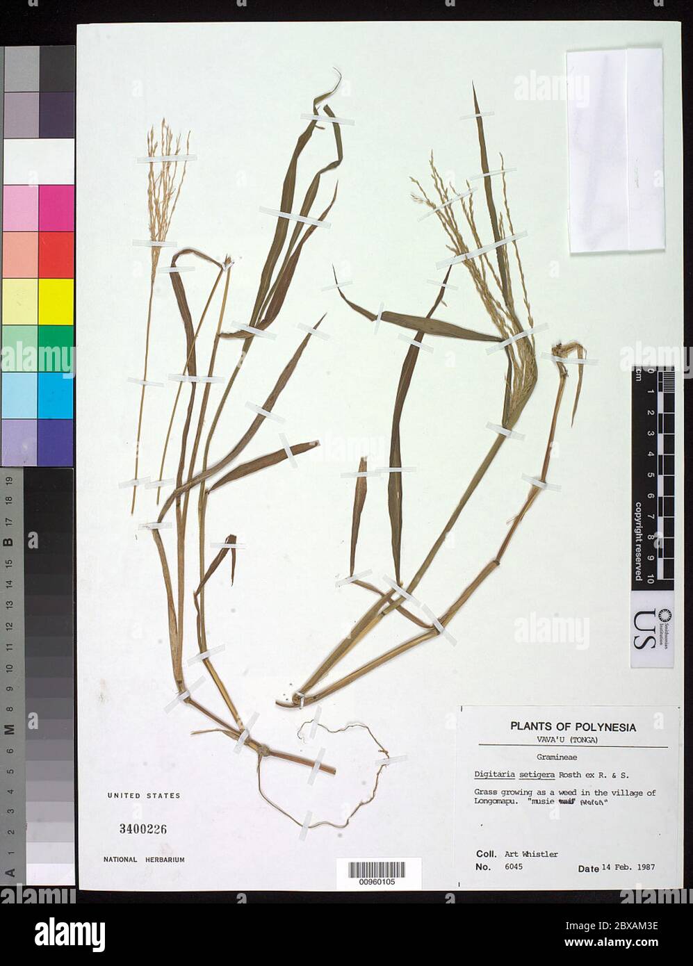 Digitaria setigera Roth in Roem Schult Digitaria setigera Roth in Roem ...